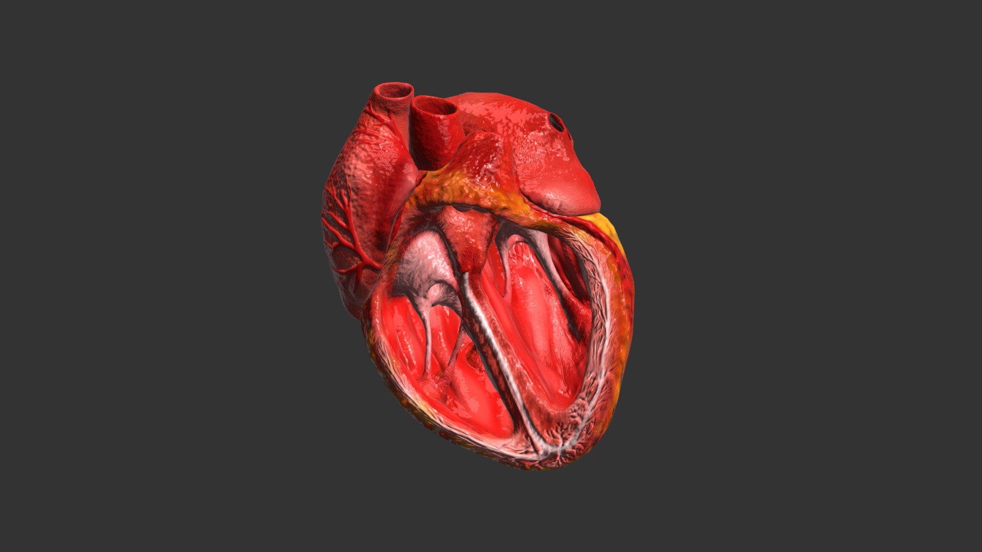 3d_animated_realistic_human_heart_-_v2_0 - 3D model by avnereh [bd0cf4a ...
