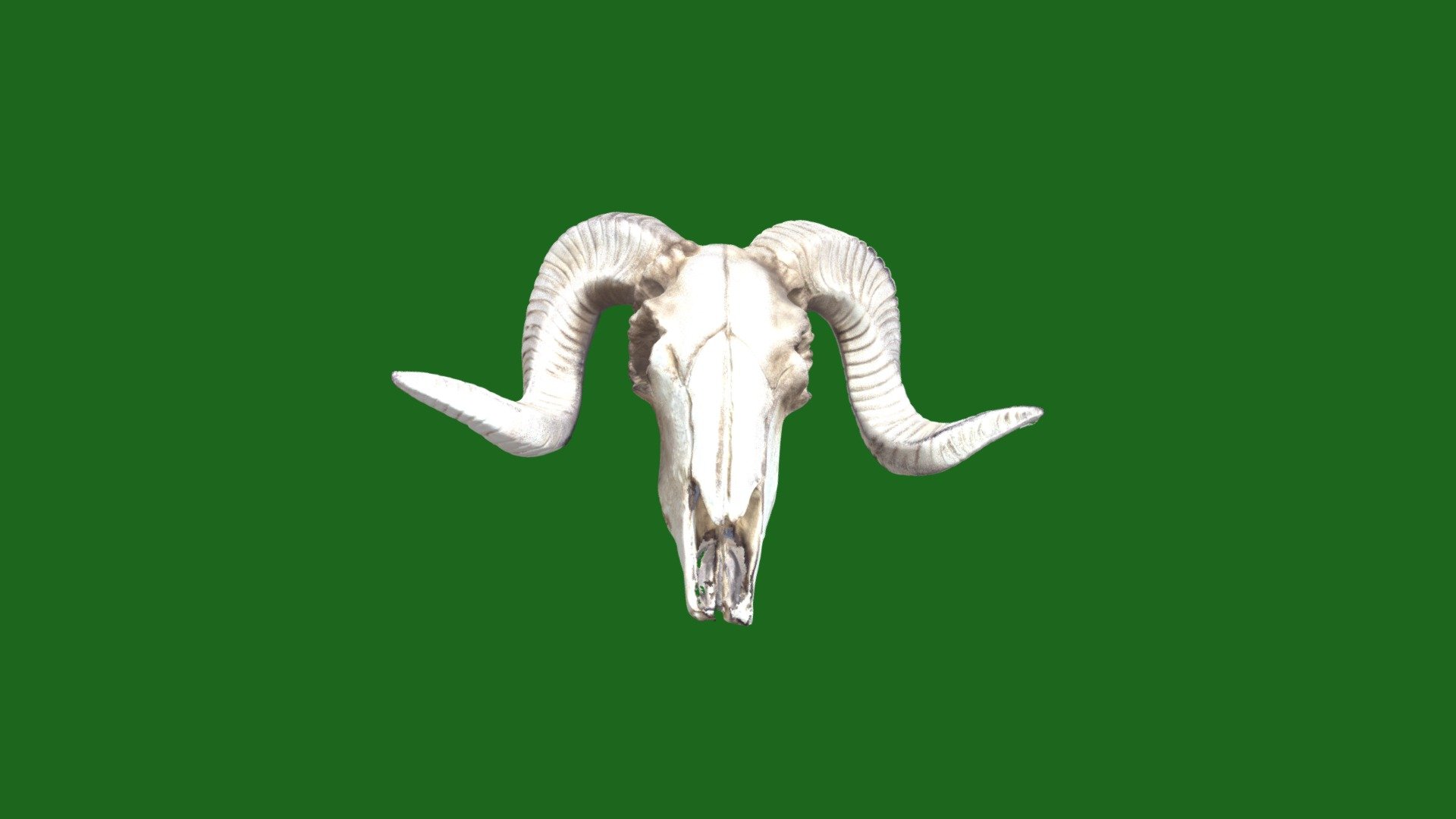 Sheep head with color - Download Free 3D model by Nancy/Lanzi Luo ...
