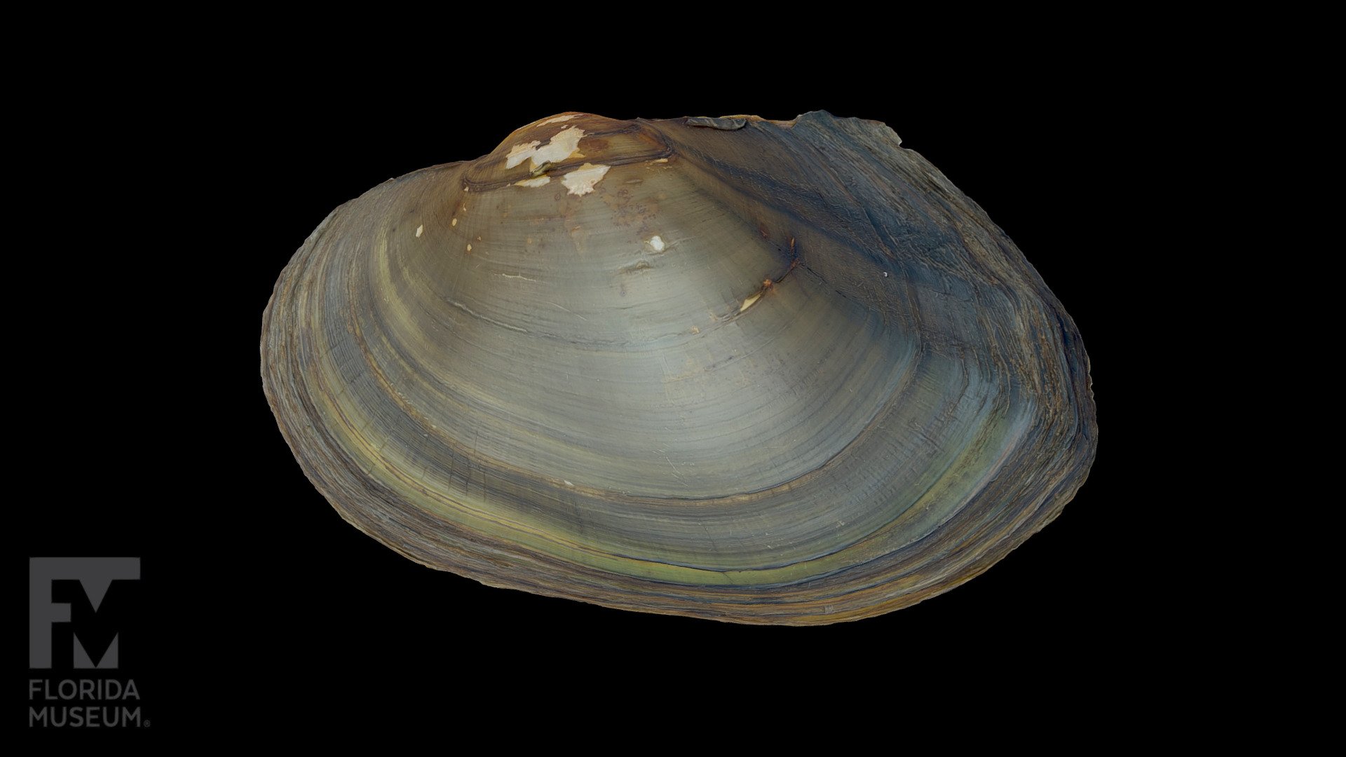 Inflated floater - Freshwater Mussel - 3D model by FloridaMuseum ...