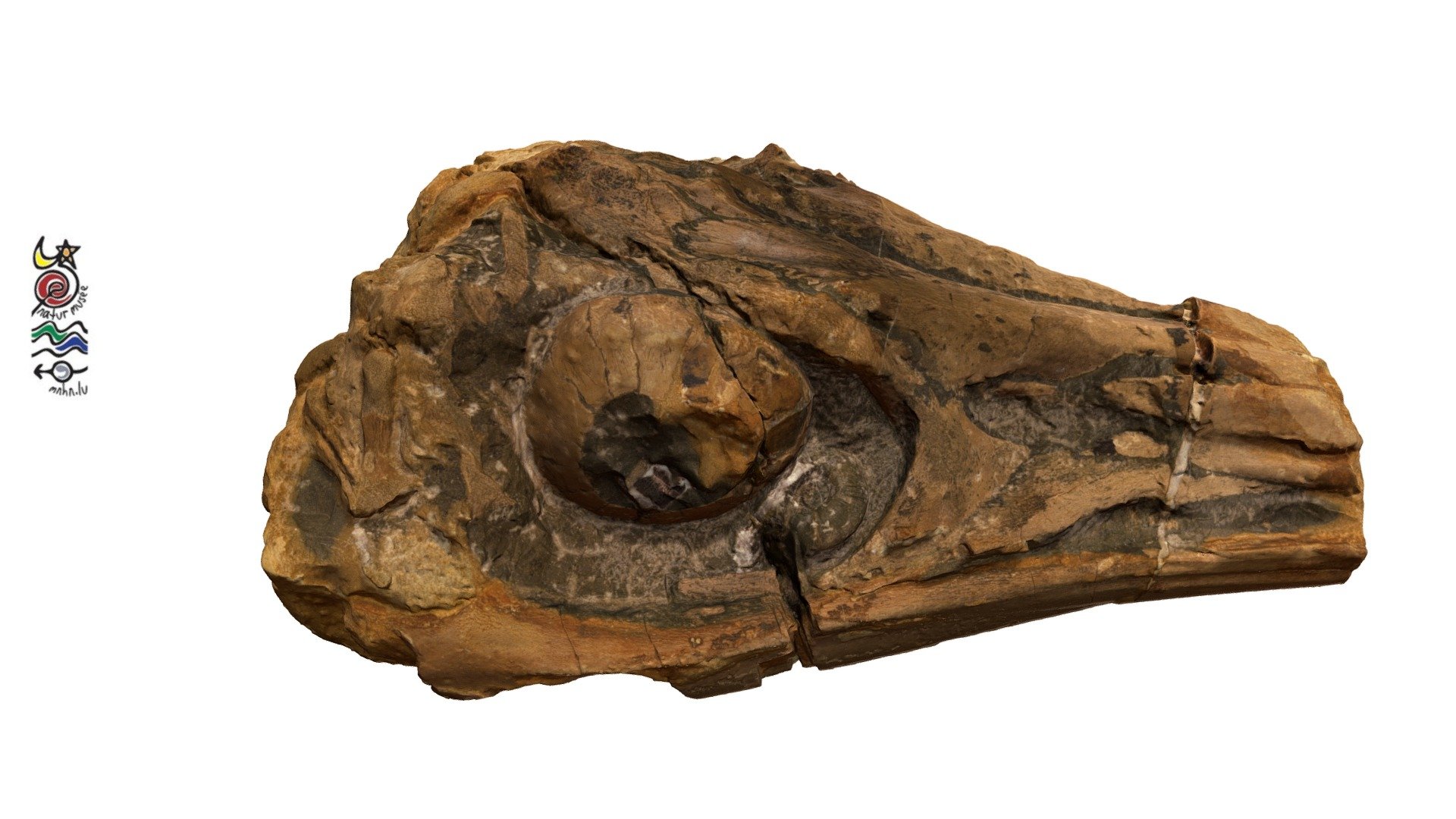 Ichthyosaur skull TV112 - Download Free 3D model by Musée national d ...