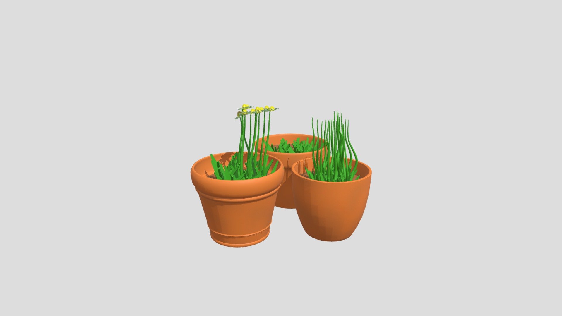 Chamomile - 3D model by Thulkrr [bd2af3c] - Sketchfab