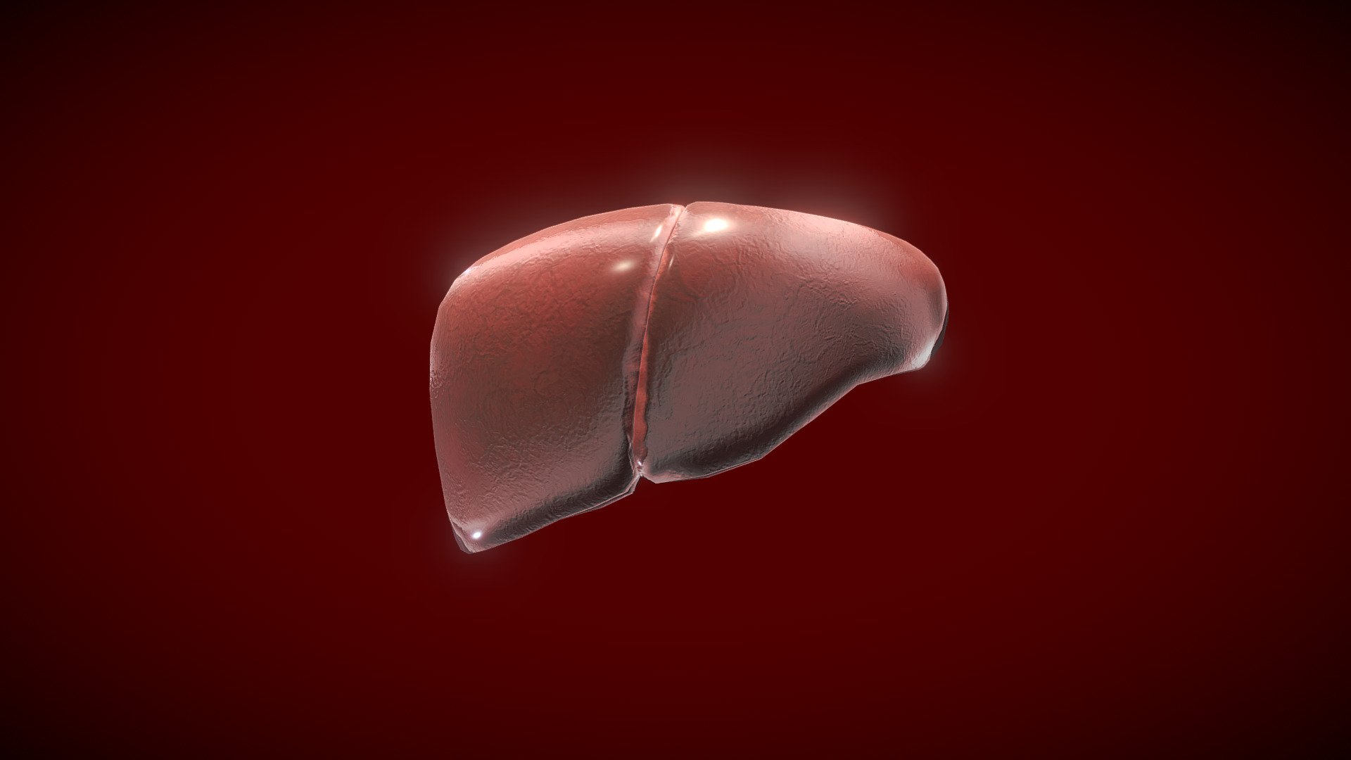 anatomy of the Liver - 3D model by Wandi Amin (@eyemo80) [bd2f0b2 ...