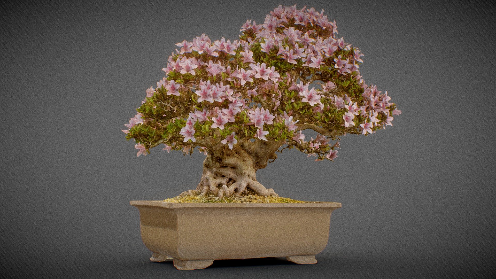 Bonsai Tree 15 - Buy Royalty Free 3D model by Polygonal Miniatures ...