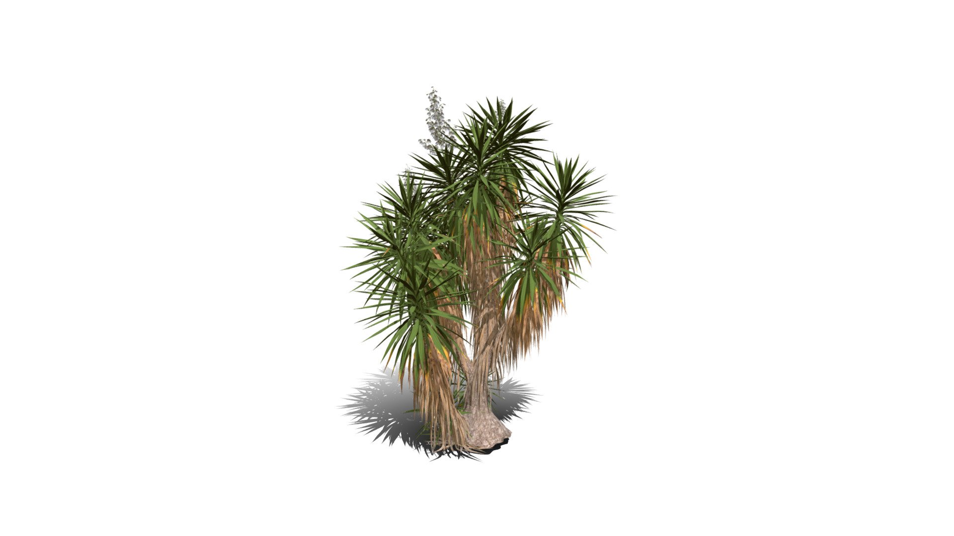 Realistic HD Spineless yucca (13/30) - Buy Royalty Free 3D model by ...