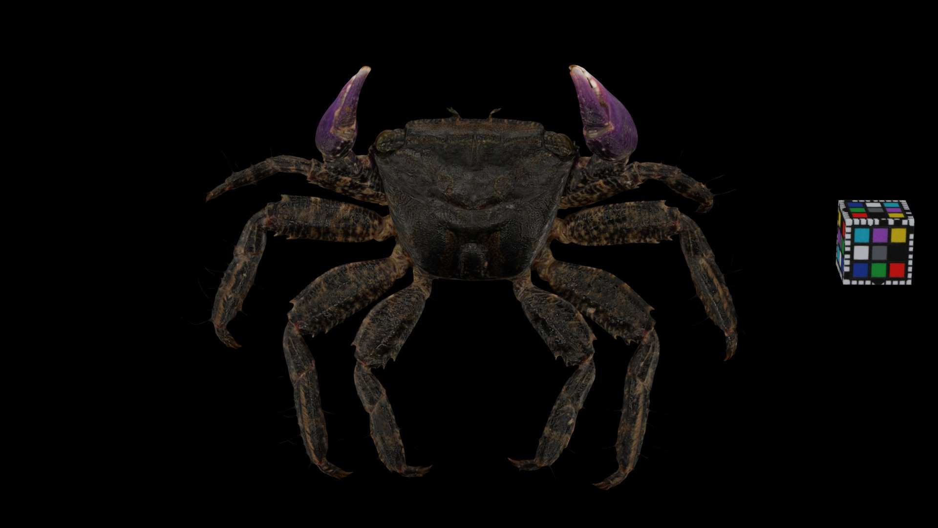CC0 ヒルギハシリイワガニ 🦀 ♂ Broad-fronted Mangrove Crab - Download Free 3D model ...