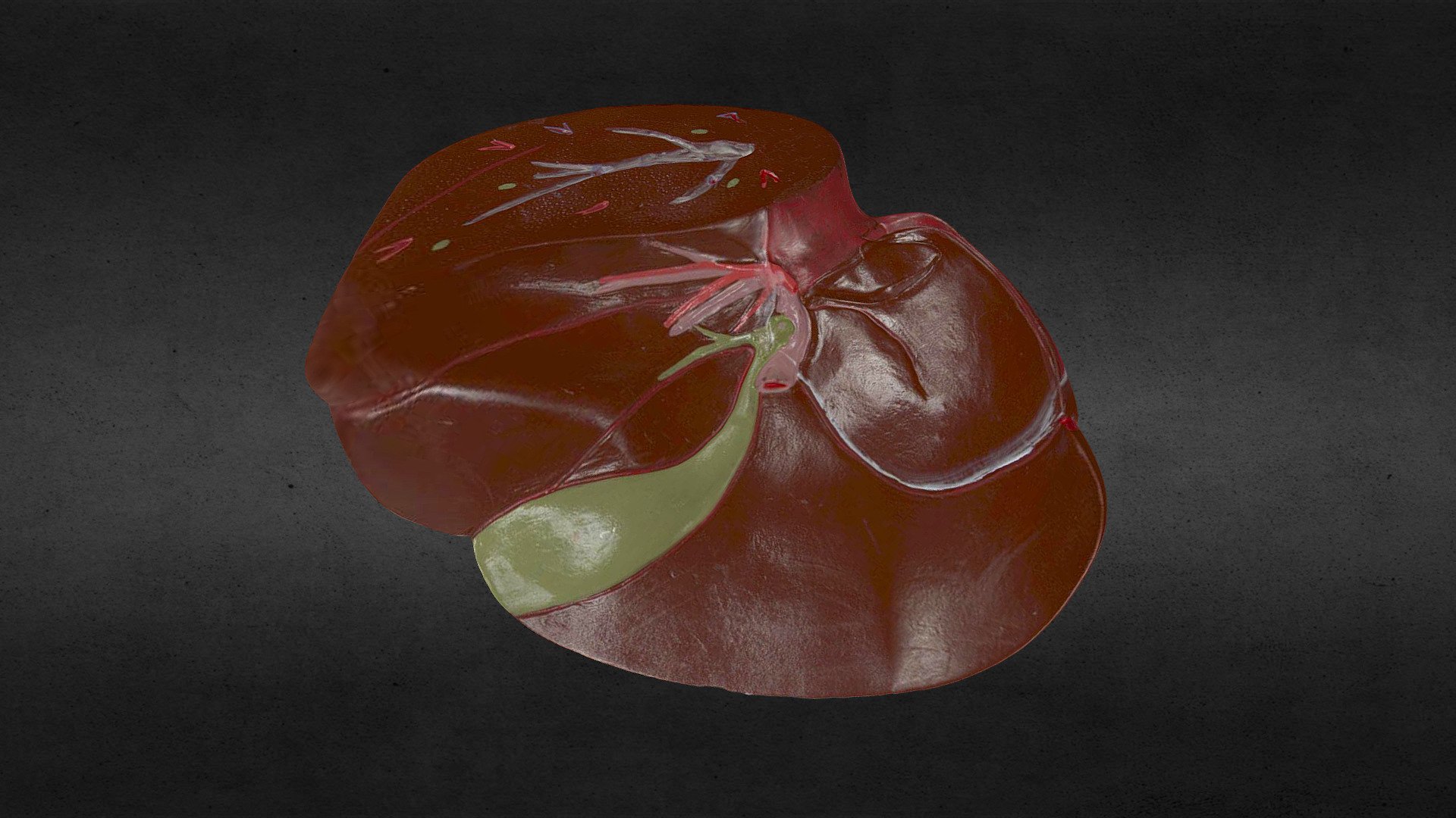 Pig Liver 2 - 3D model by Scott (@interstellar_simian) [bd4c560 ...