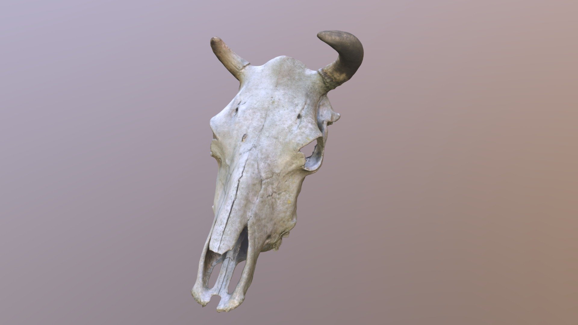 Cow skull - 3D model by Vitalii Uspalenko (@Vitalii_Uspalenko) [bd4d35d ...