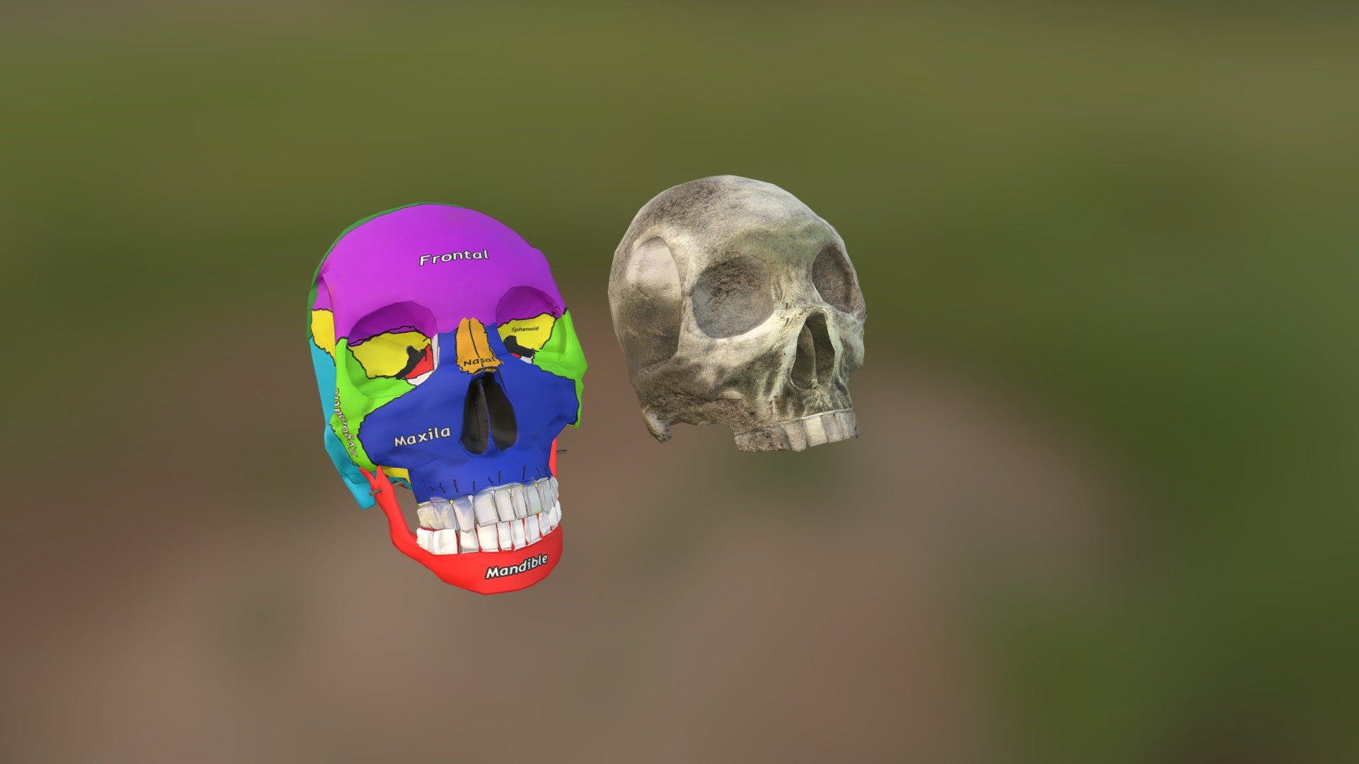2 Skulls - Buy Royalty Free 3D model by Blitzwood [bd4e9fd] - Sketchfab ...