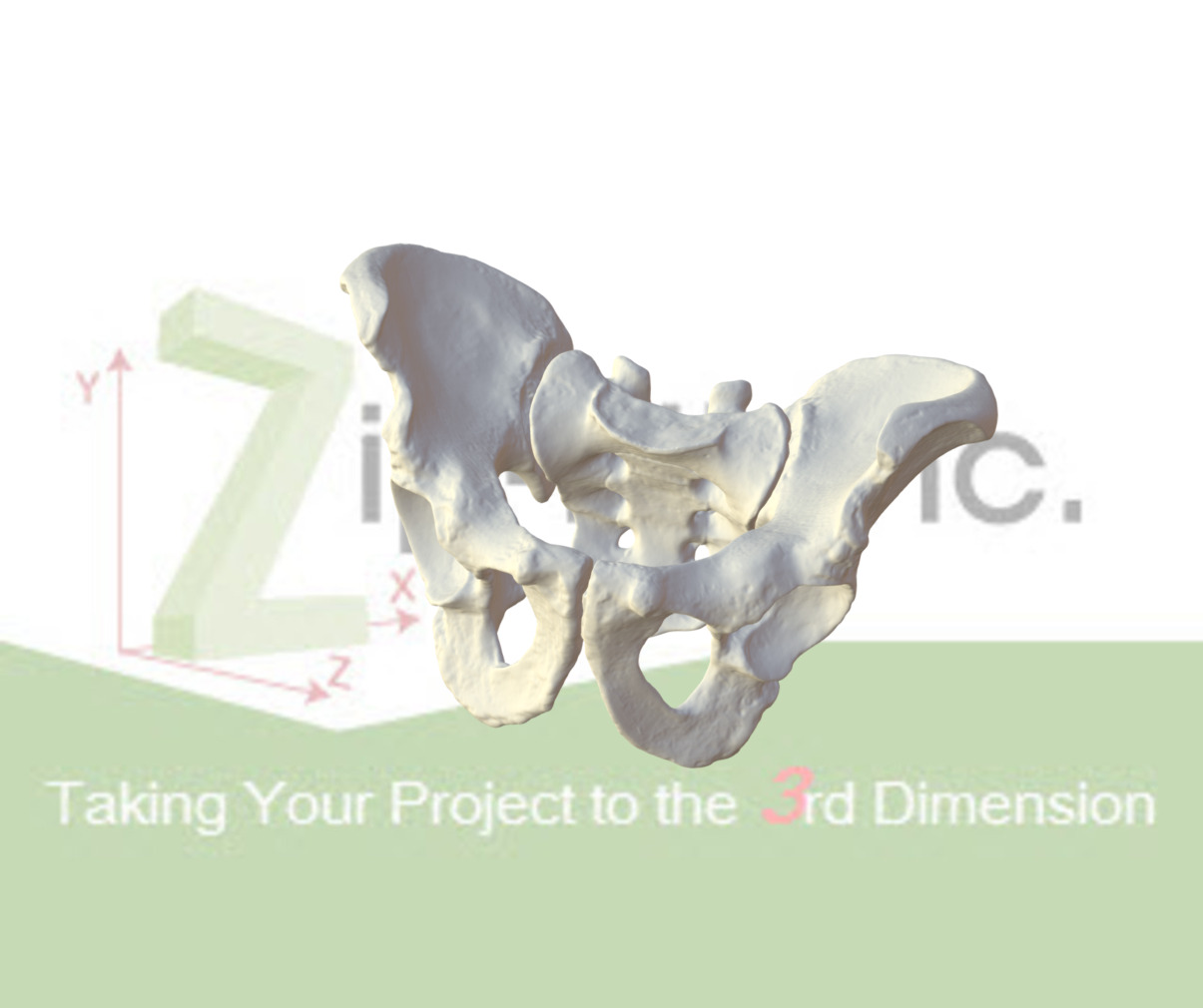 ZBI : 3D Scan : Hip Bones (assembly) - 3D model by zip-bit [bd509c0 ...