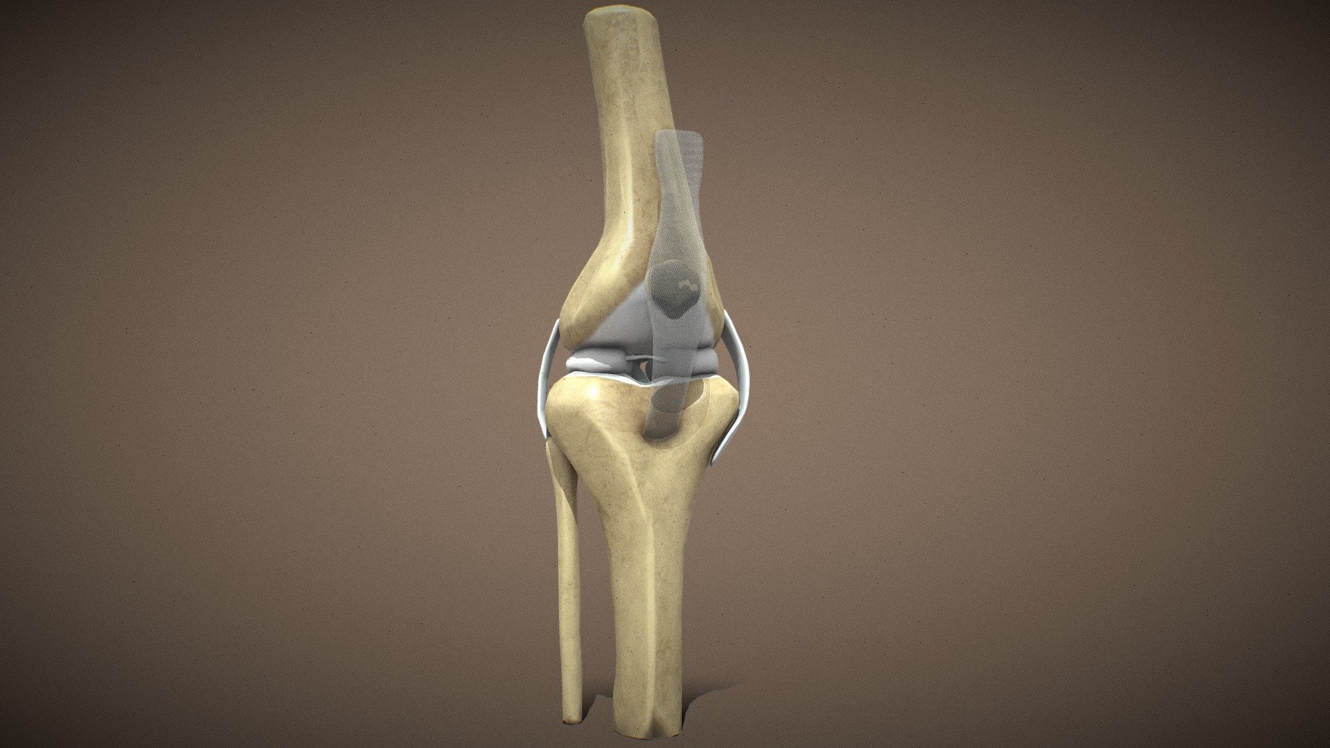 Knee Anatomy - Download Free 3D model by arloopa [bd50aac] - Sketchfab
