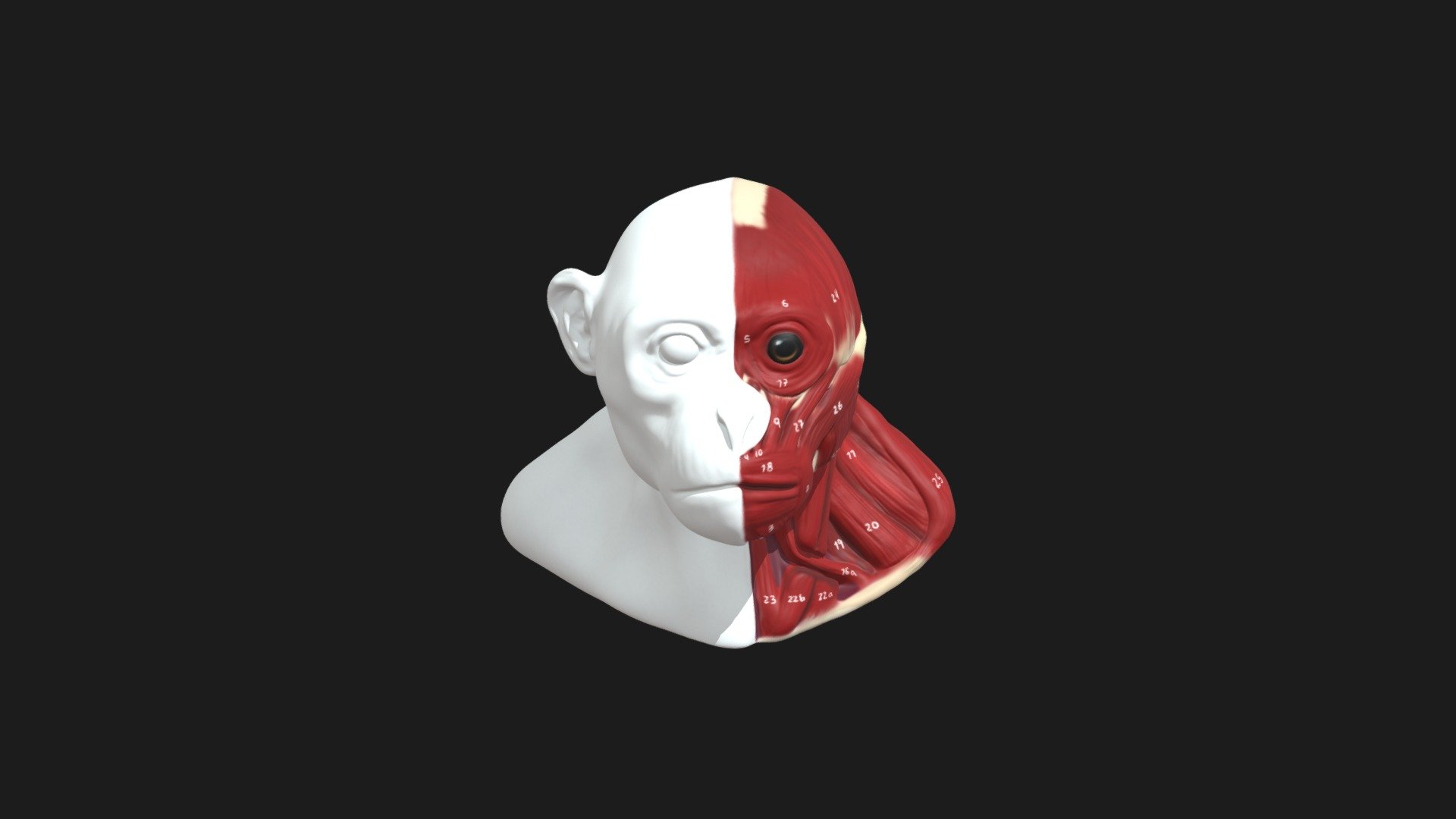 Gibbon Labeled Head and Neck Reconstruction - Download Free 3D model by ...