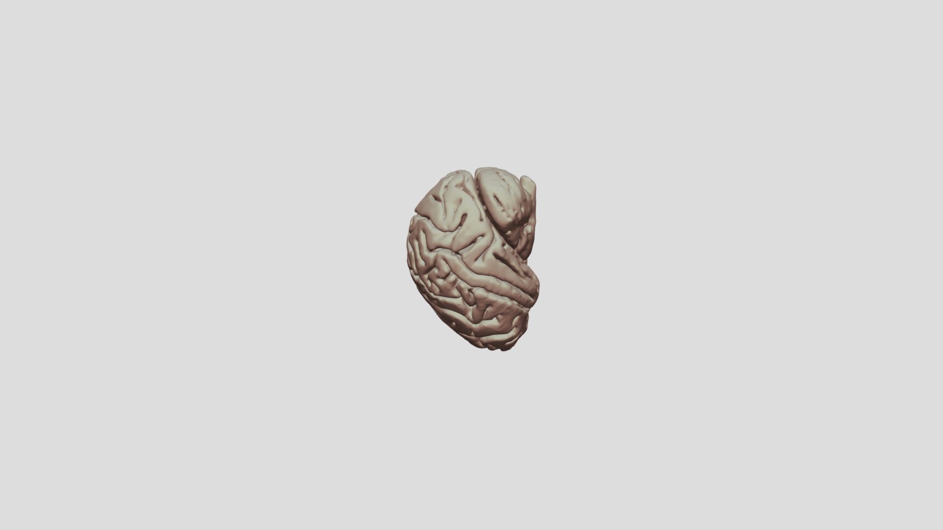Gorilla Brain - Download Free 3D model by ekrueger-UEL (@ekrueger ...