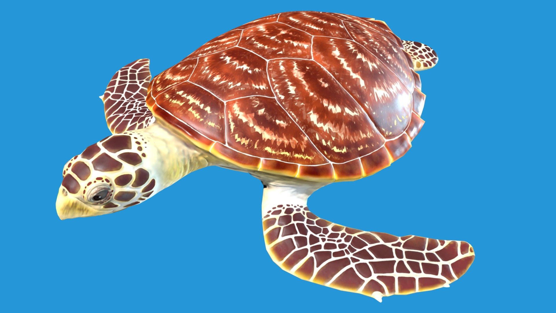 Hawksbill Turtle - Download Free 3D model by Bindestrek (@KNUT-OLAV ...
