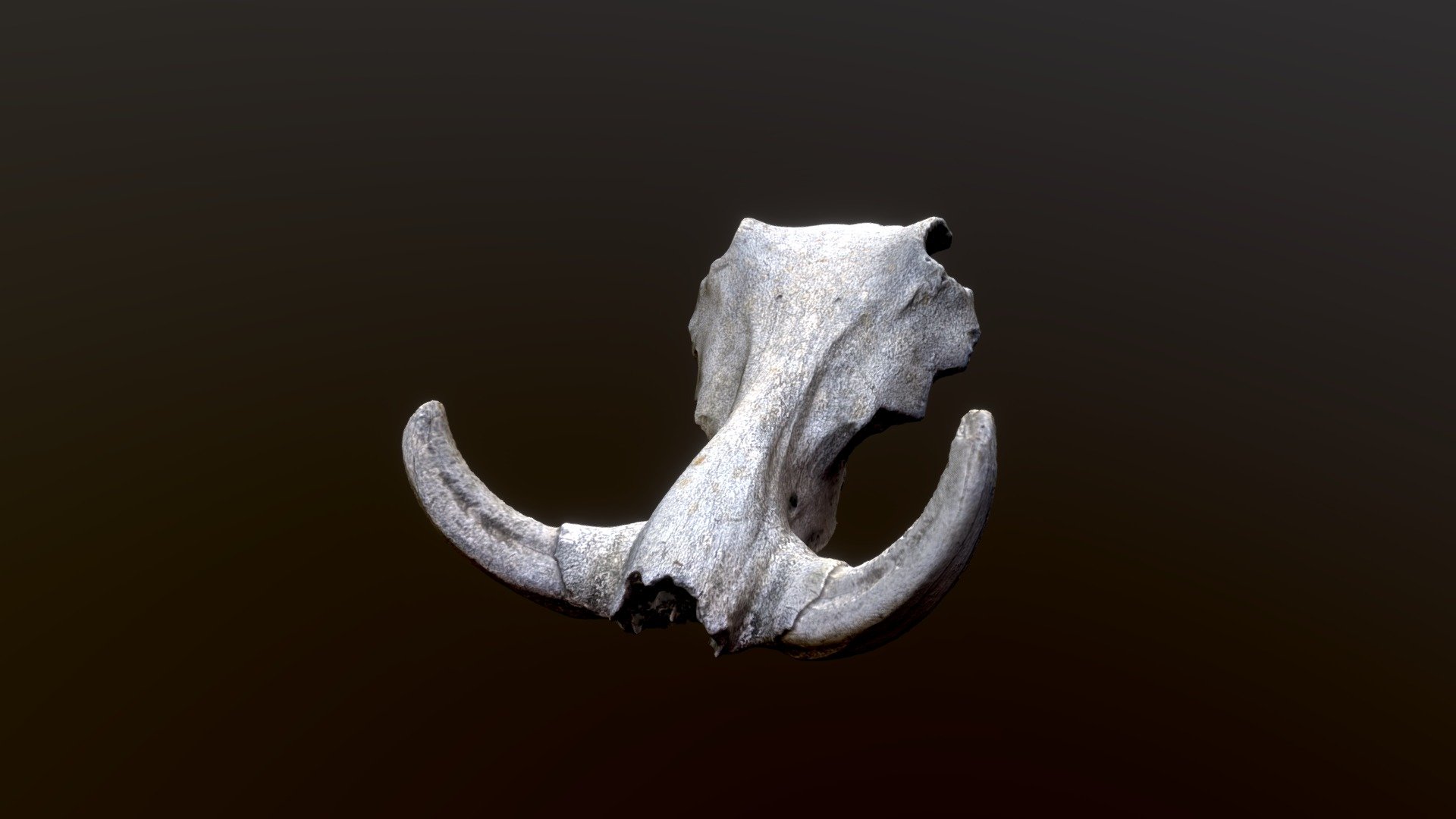 Warthog skull found in Northern Kenya - Buy Royalty Free 3D model by ...