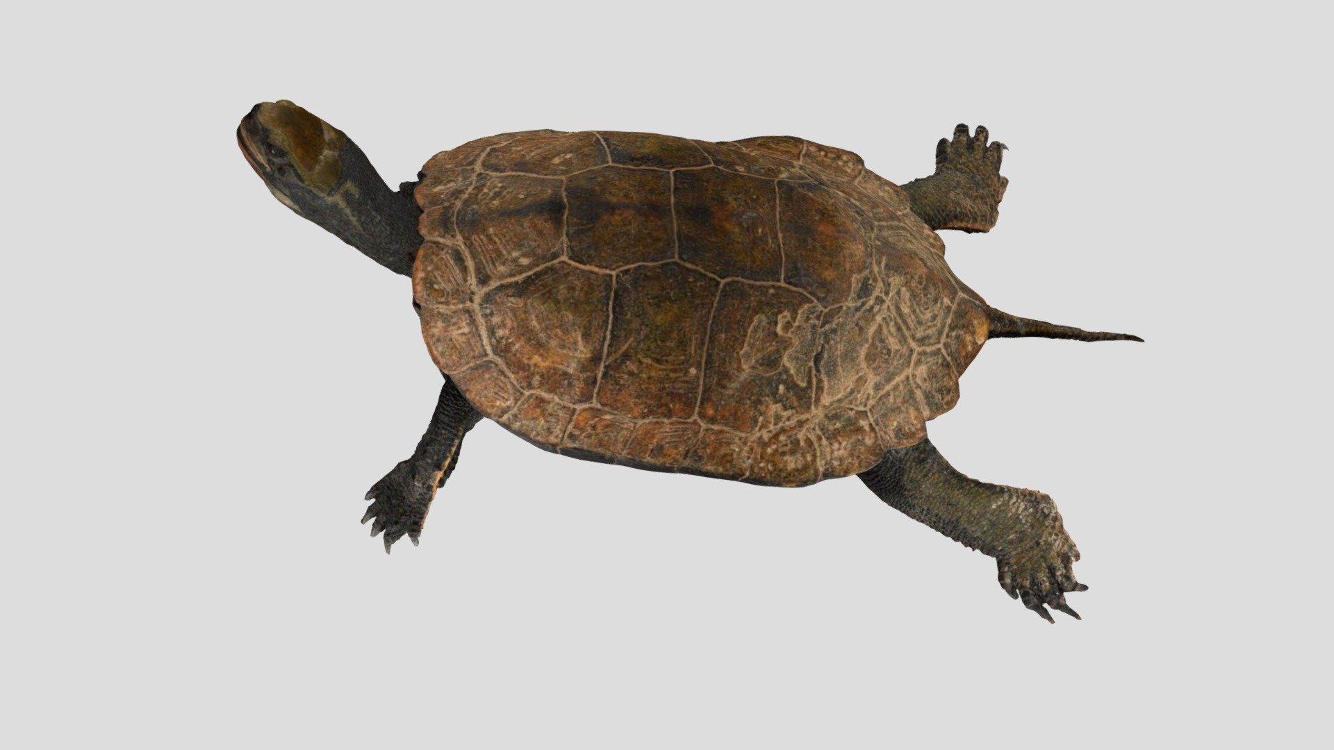 CC0 ニホンイシガメ 🐢 Japanese Pond Turtle | Animation - Download Free 3D model ...