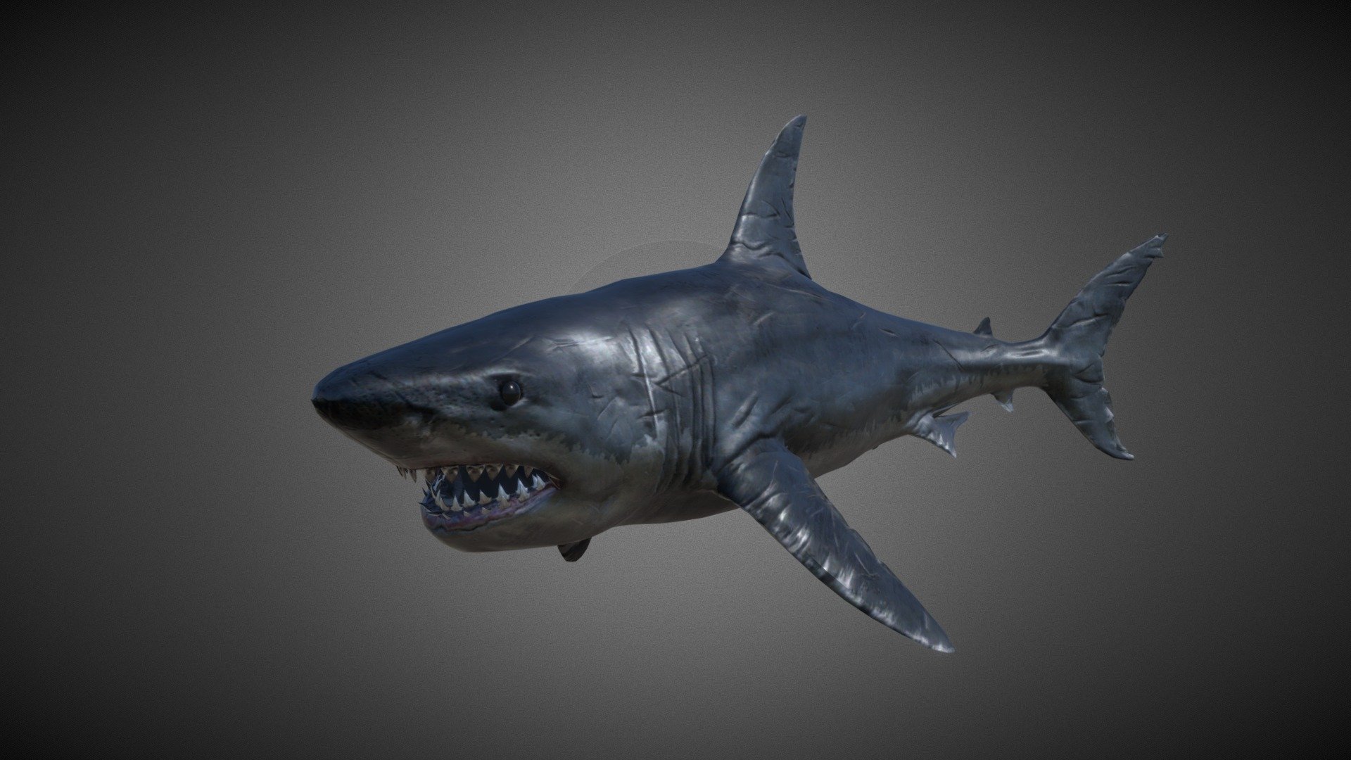 Shark Animation - 3D model by Ison (@XinChengWu) [bd74090] - Sketchfab