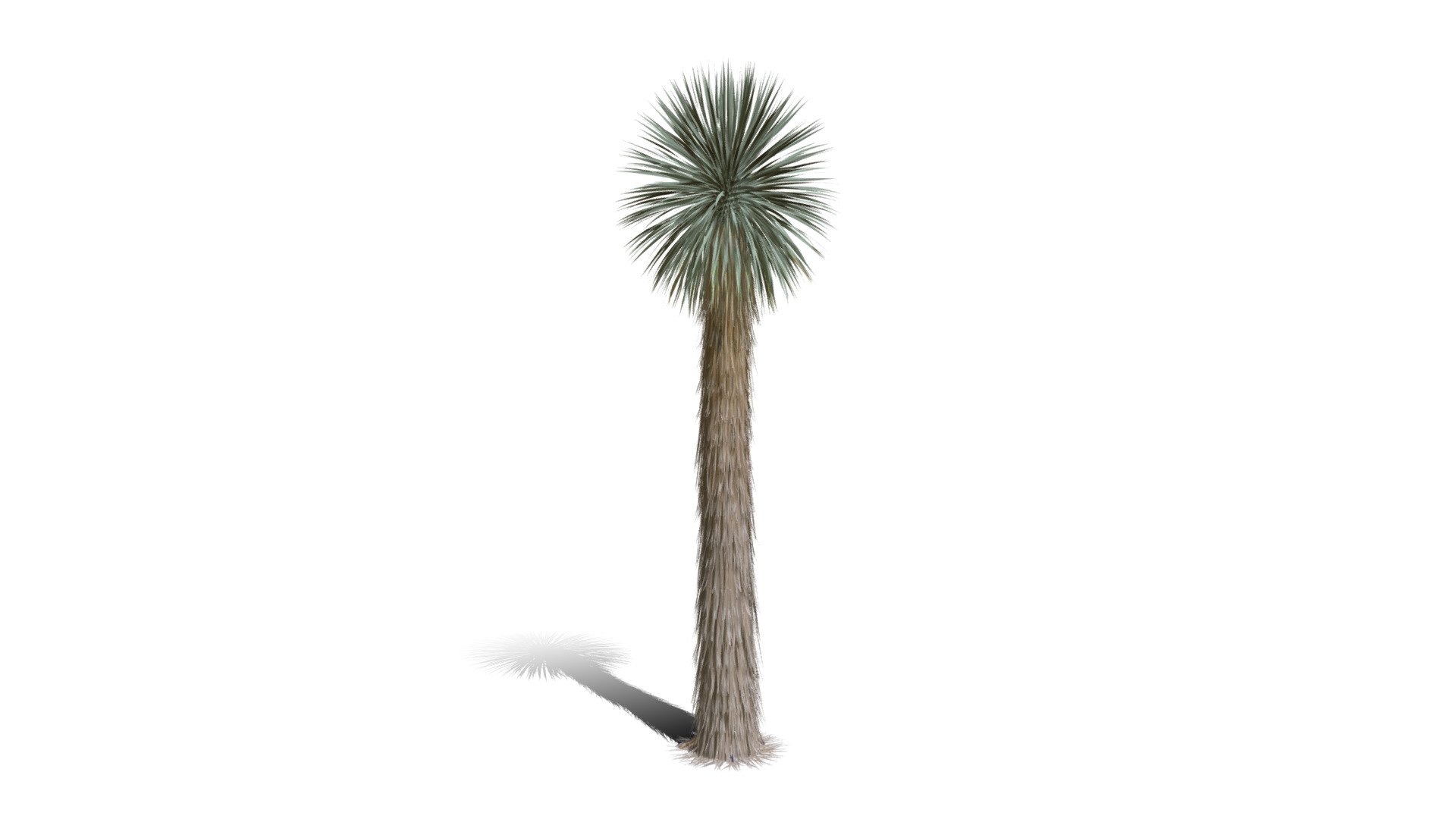Realistic HD Beaked yucca (20/30) - Download Free 3D model by ...