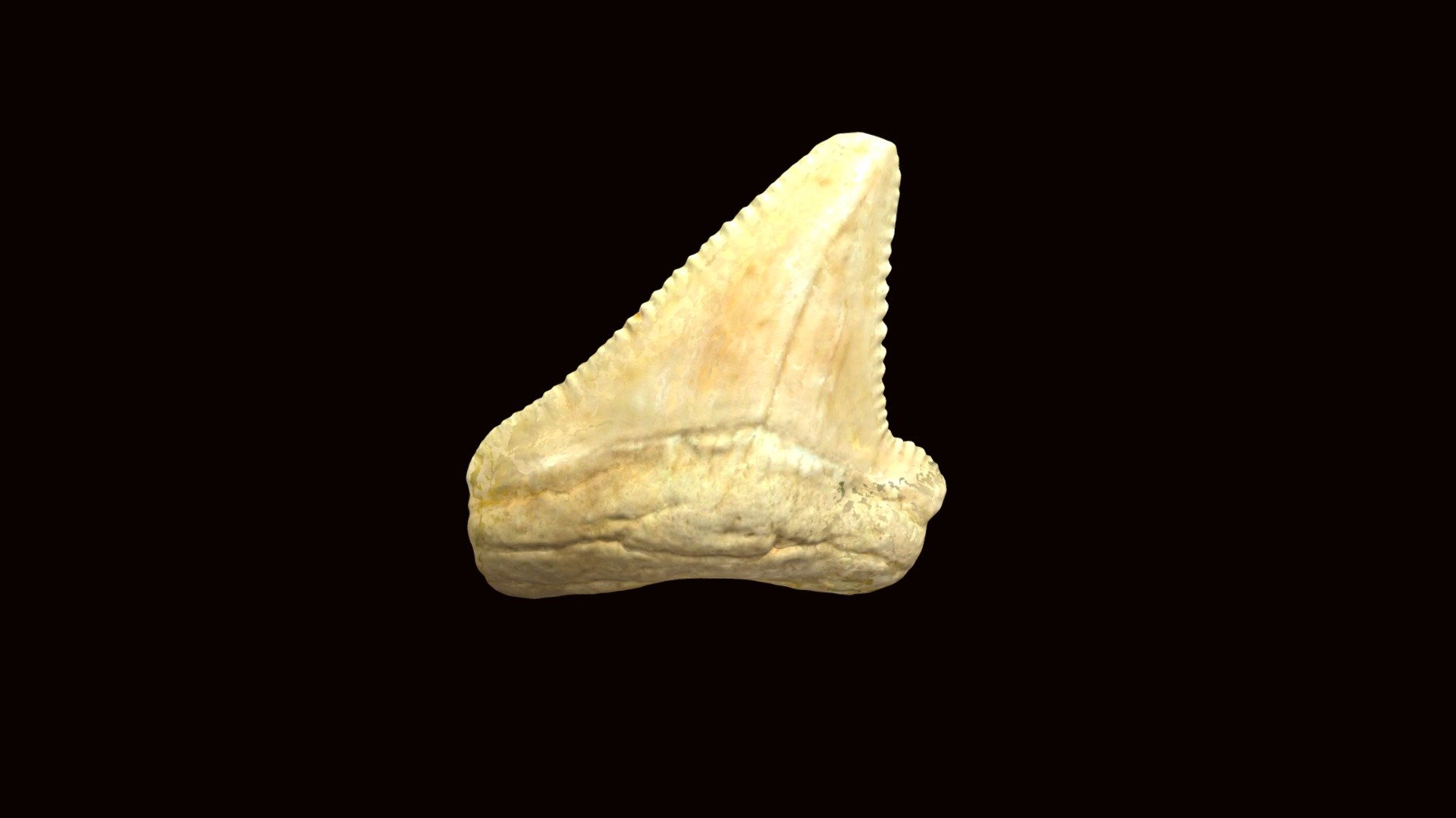 Fossil shark tooth (VCU_3D_8309) - 3D model by Virtual Curation Lab (@virtualcurationlab ...