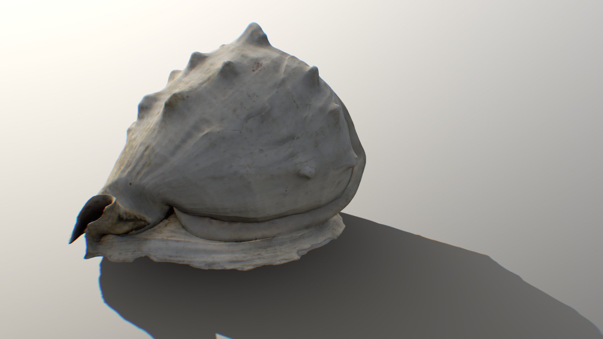 Conch Shell - Download Free 3D model by WindoverArtCenter [bd7f6e5 ...