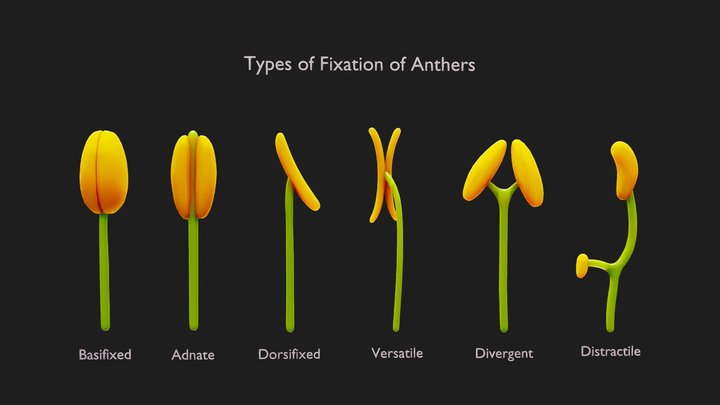 Anther 3d Models Sketchfab