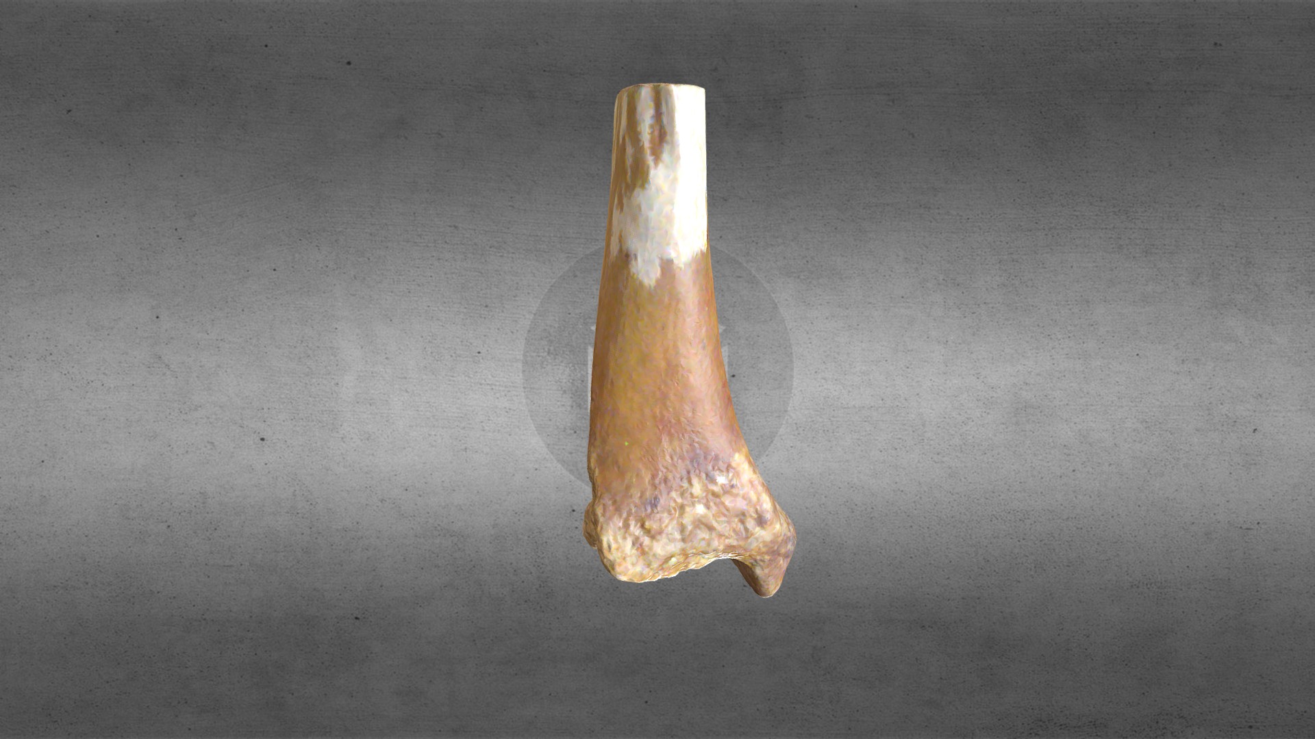 Transverse section of the distal 1/3 of tibia - 3D model by Anatomía ...