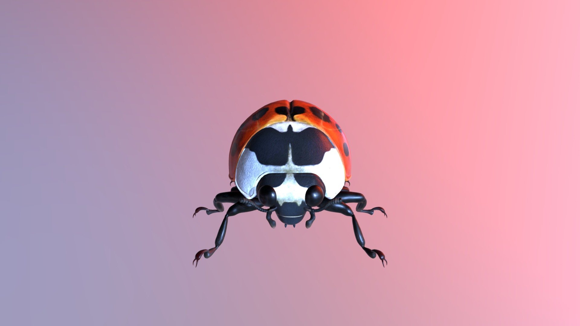 Ladybug - 3D model by butterflybliss (@ZorDob) [bd8d72b] - Sketchfab