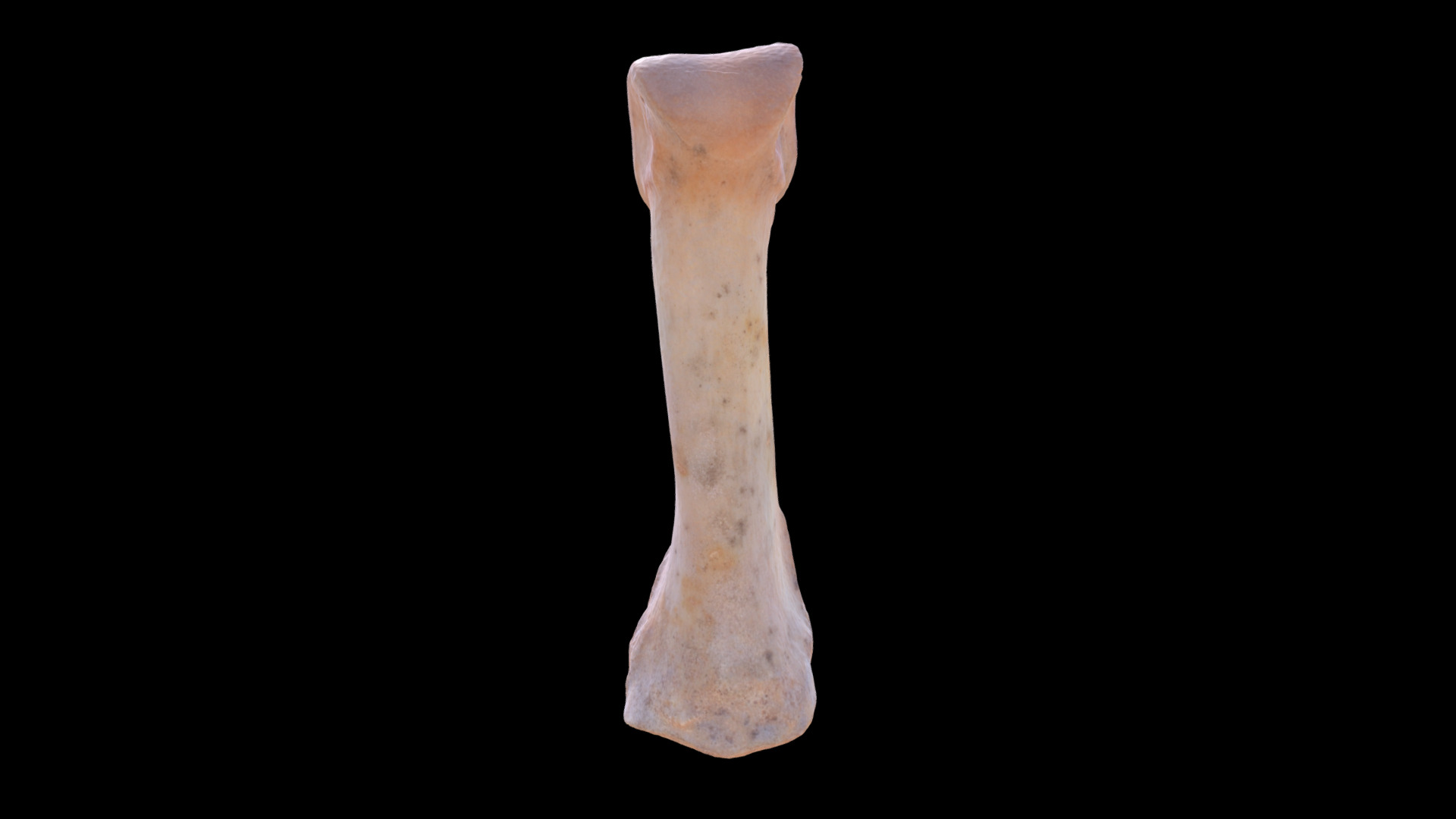 Falange proximal Lama glama - 3D model by luchogeo [bd90e42] - Sketchfab