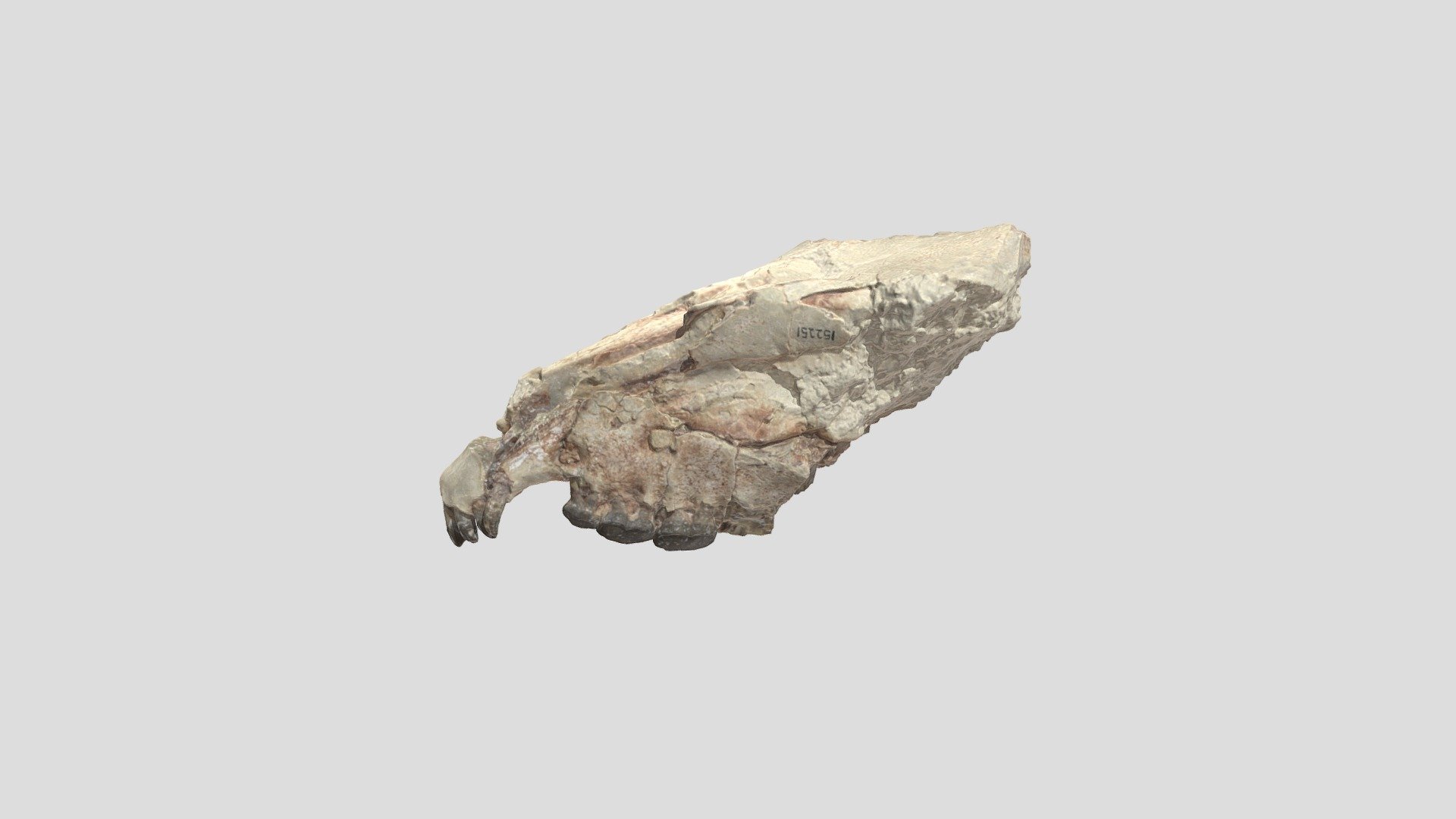 Hyracodon Maxilla_2 - Download Free 3D model by UIPaleoRepository ...