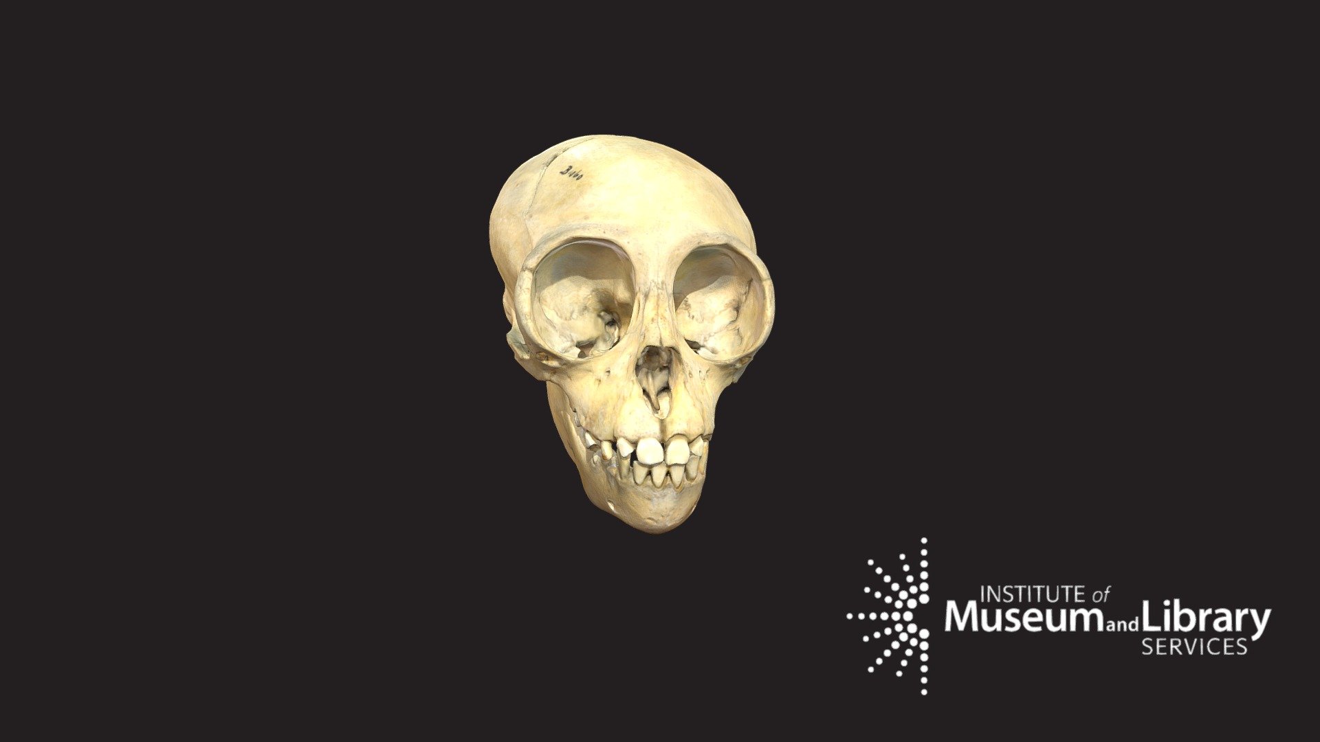 HTB 1060, Red-faced Spider Monkey Skull - 3D model by Cleveland Museum ...