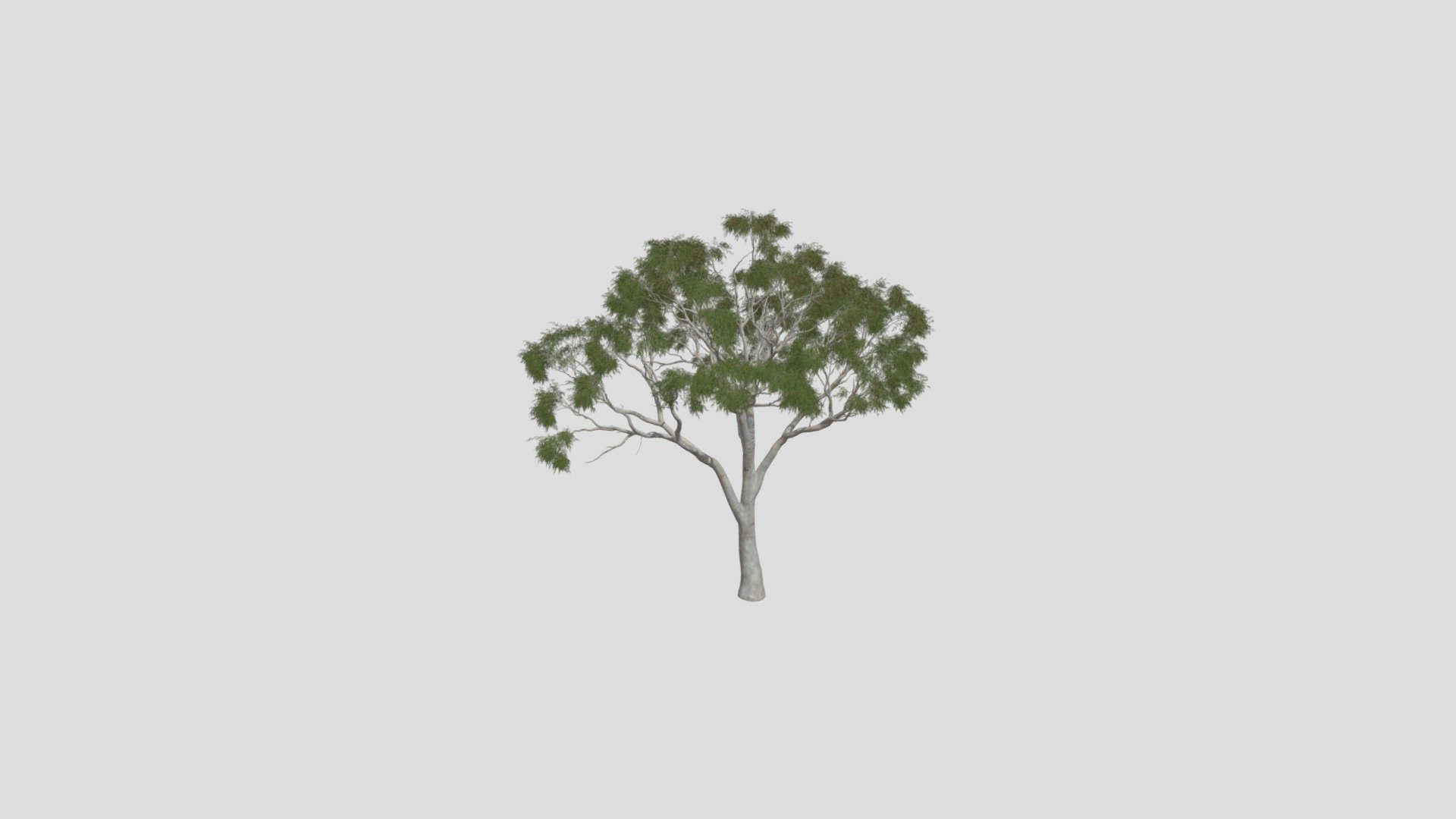 Eucalyptus 6 AM238 Archmodel - Buy Royalty Free 3D model by Evermotion [bd9d47a] - Sketchfab Store