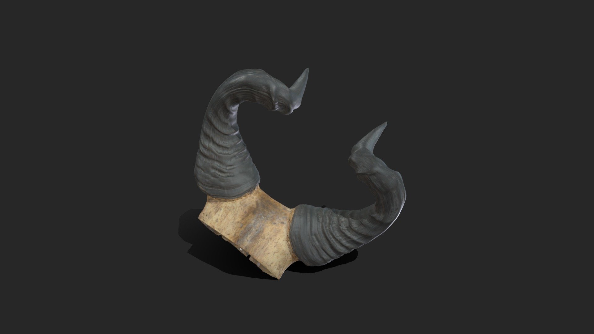 Horns - 3D model by MSP-Paleo [bda17b1] - Sketchfab