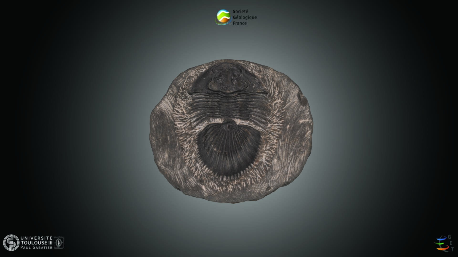 Trilobite - Download Free 3D model by Société Géologique de France ...