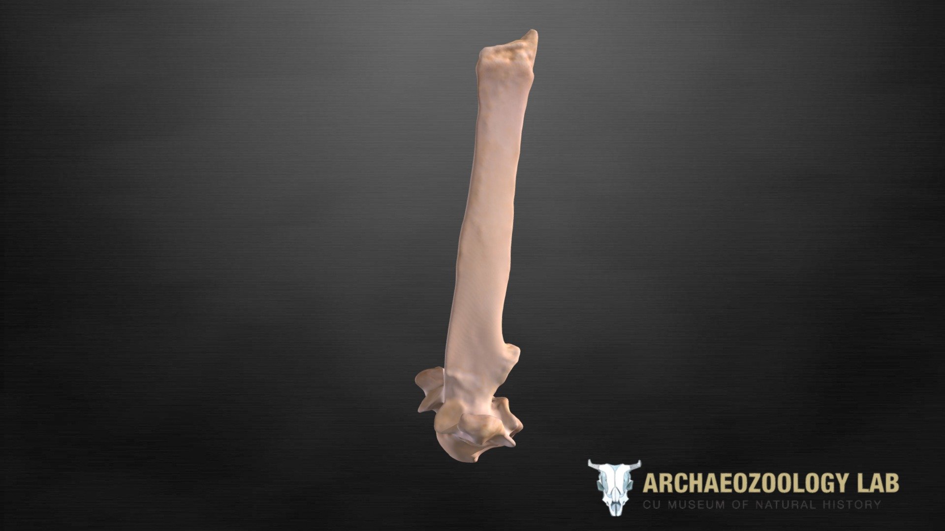 Draft horse T3 vertebra with dorsal compression - 3D model by william ...