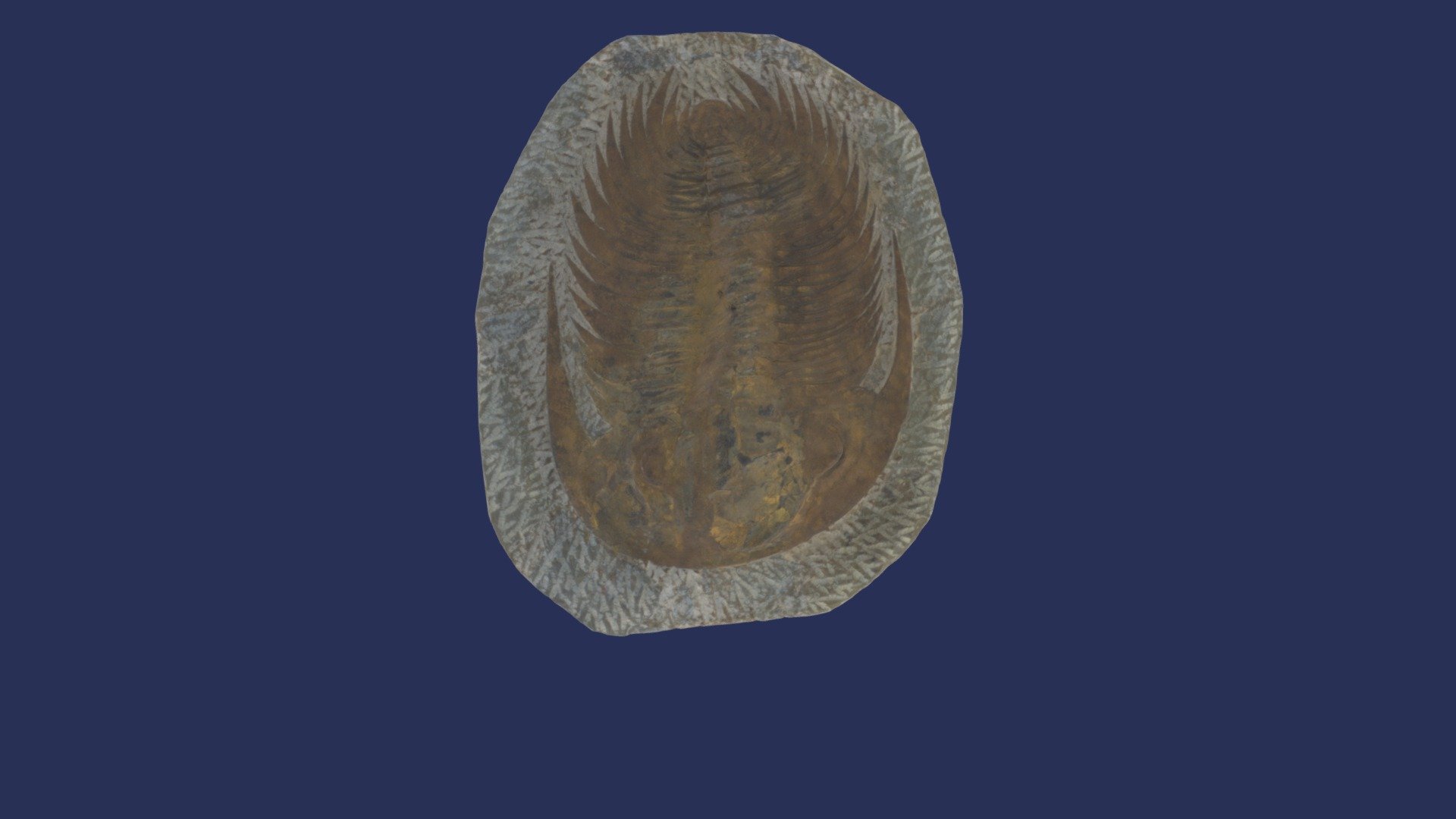 Trilobite - 3D model by Hong Kong Science Museum (@hkscm) [bda59e2 ...