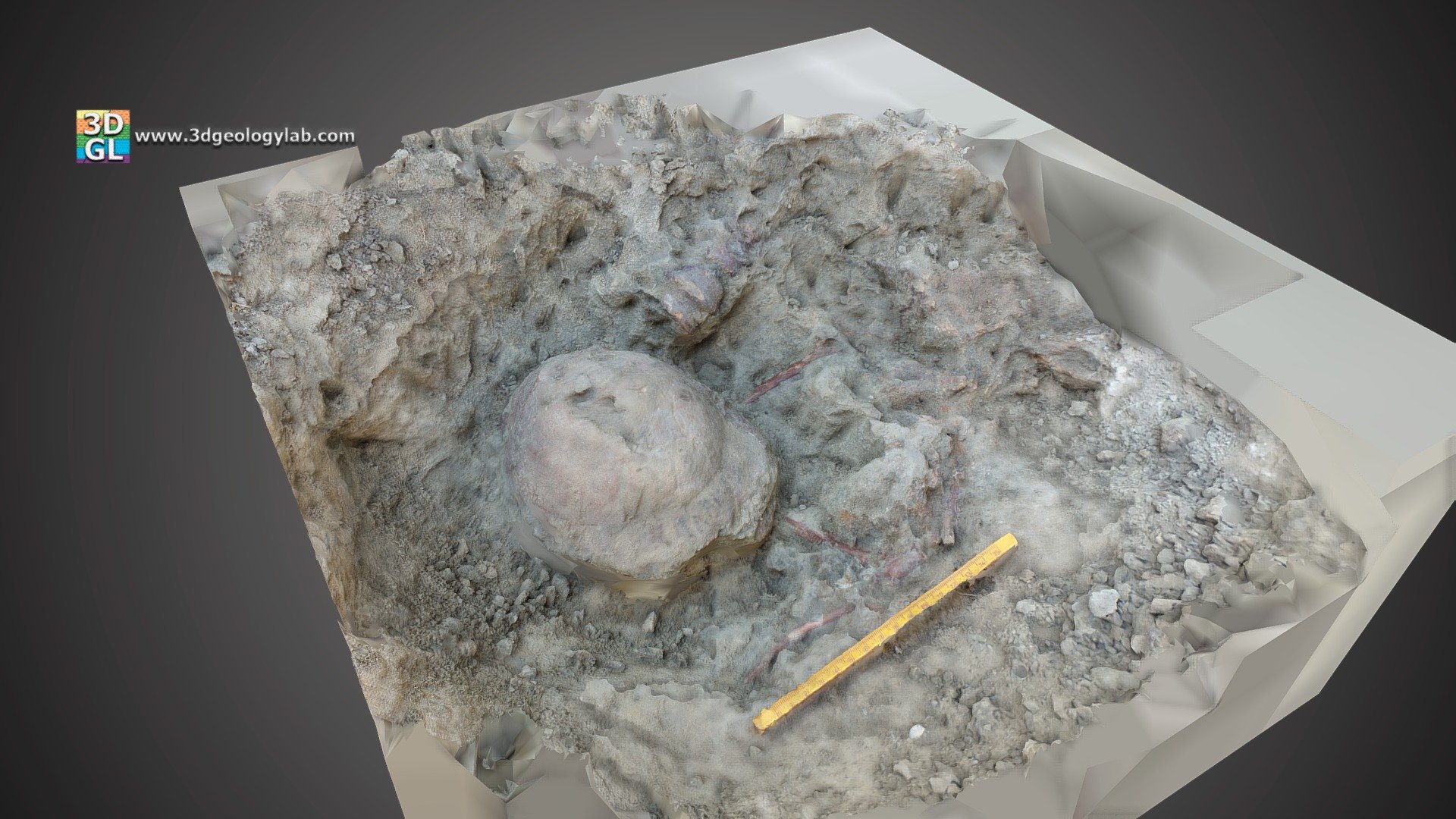 Fossil (HFossil2) - 3D model by 3D Geology Laboratory (@3DGeologyLab ...