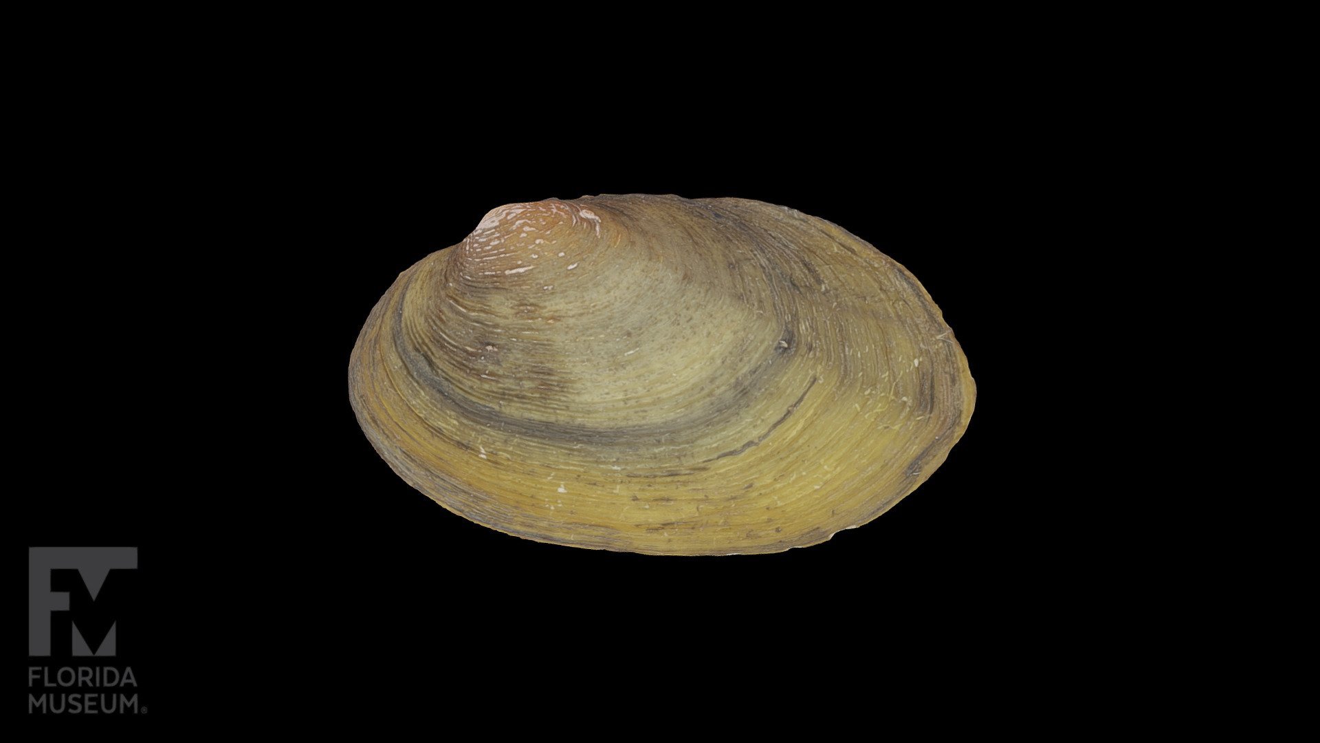 Cape river mussel - Freshwater Mussels - 3D model by FloridaMuseum ...