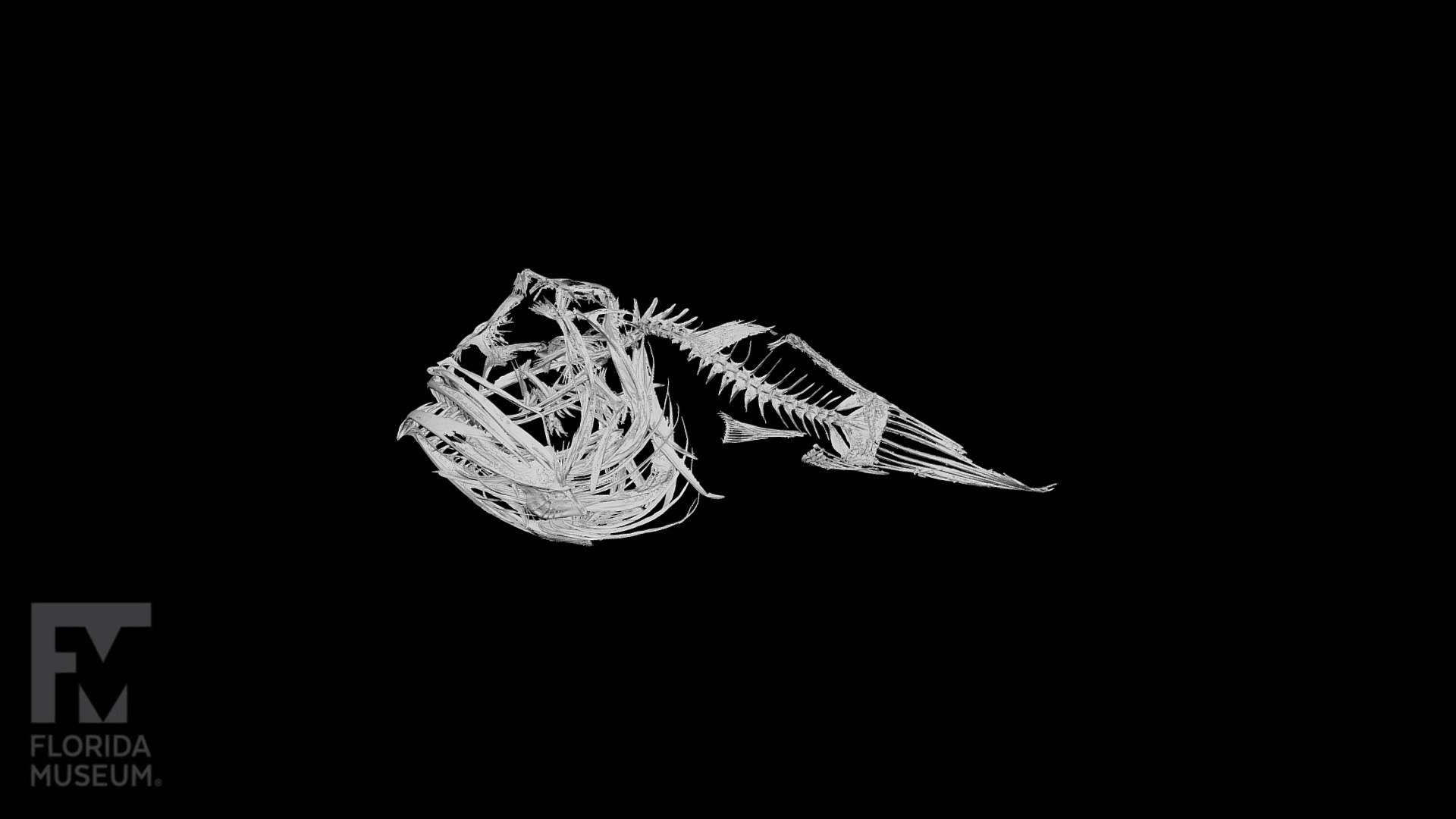 Two-rod angler - 3D model by FloridaMuseum [bdaf1ce] - Sketchfab