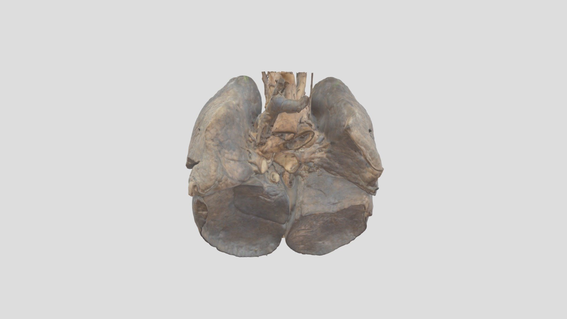Long - 3D model by AnatomyUgent (@emaudena) [bdb1e1c] - Sketchfab