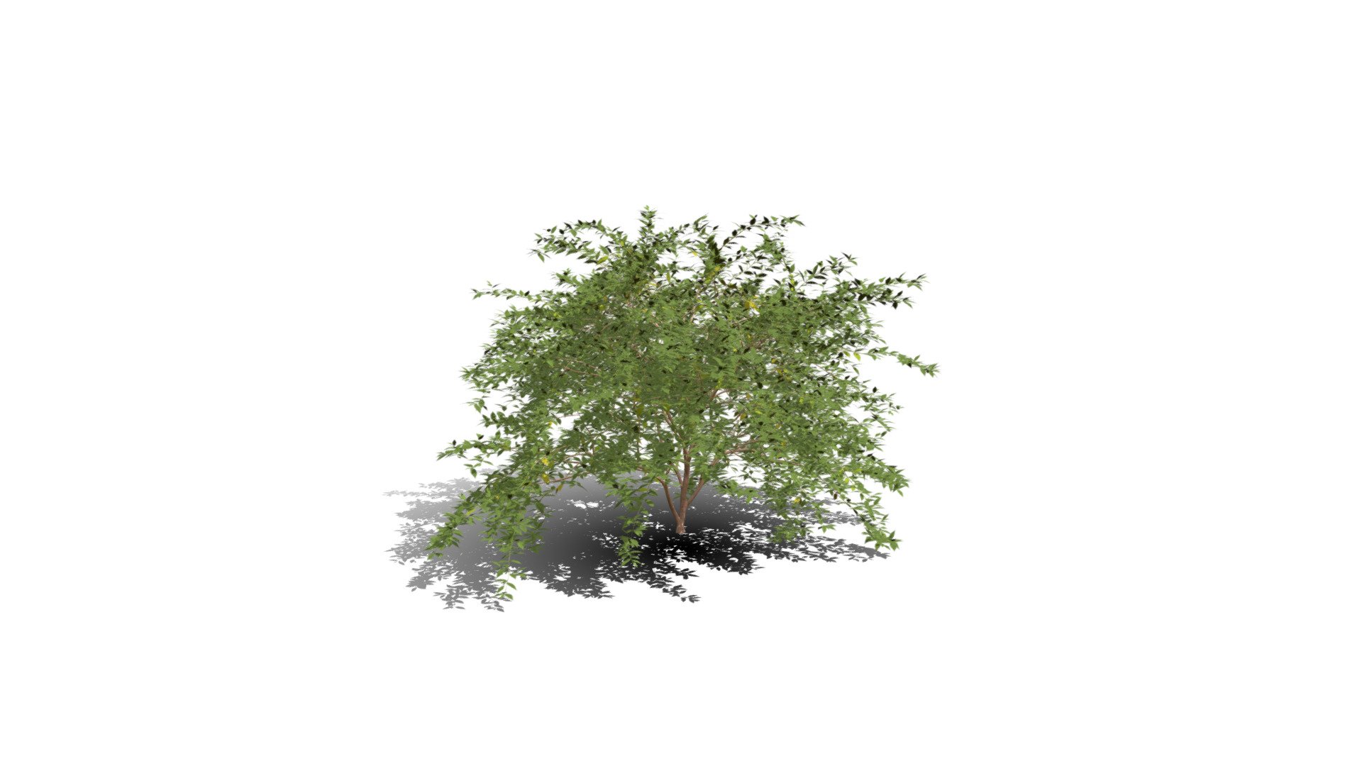 Realistic HD Golden dewberry (14/20) - Download Free 3D model by ...