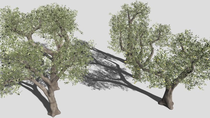 Olive 3D models - Sketchfab