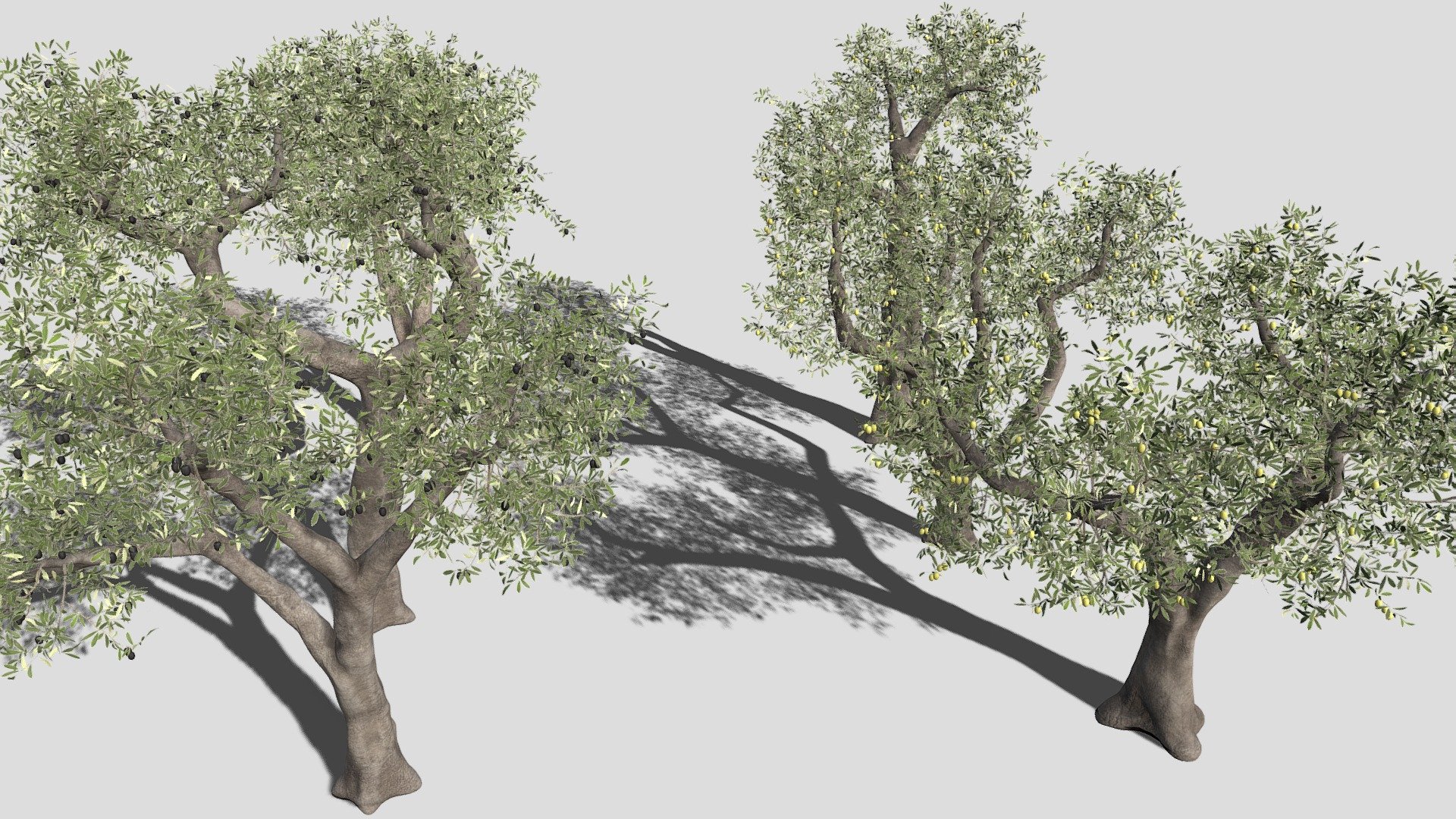 Six Olive Trees - Buy Royalty Free 3D model by Buncic [bdc1cb2] - Sketchfab Store