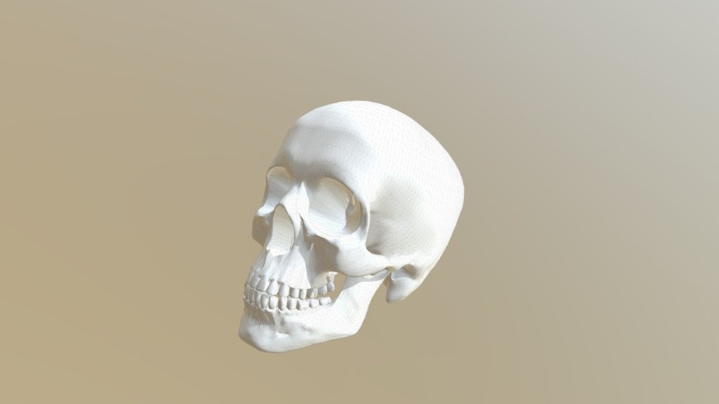 SKULL - Download Free 3D model by jonnygarry [bdc37e5] - Sketchfab