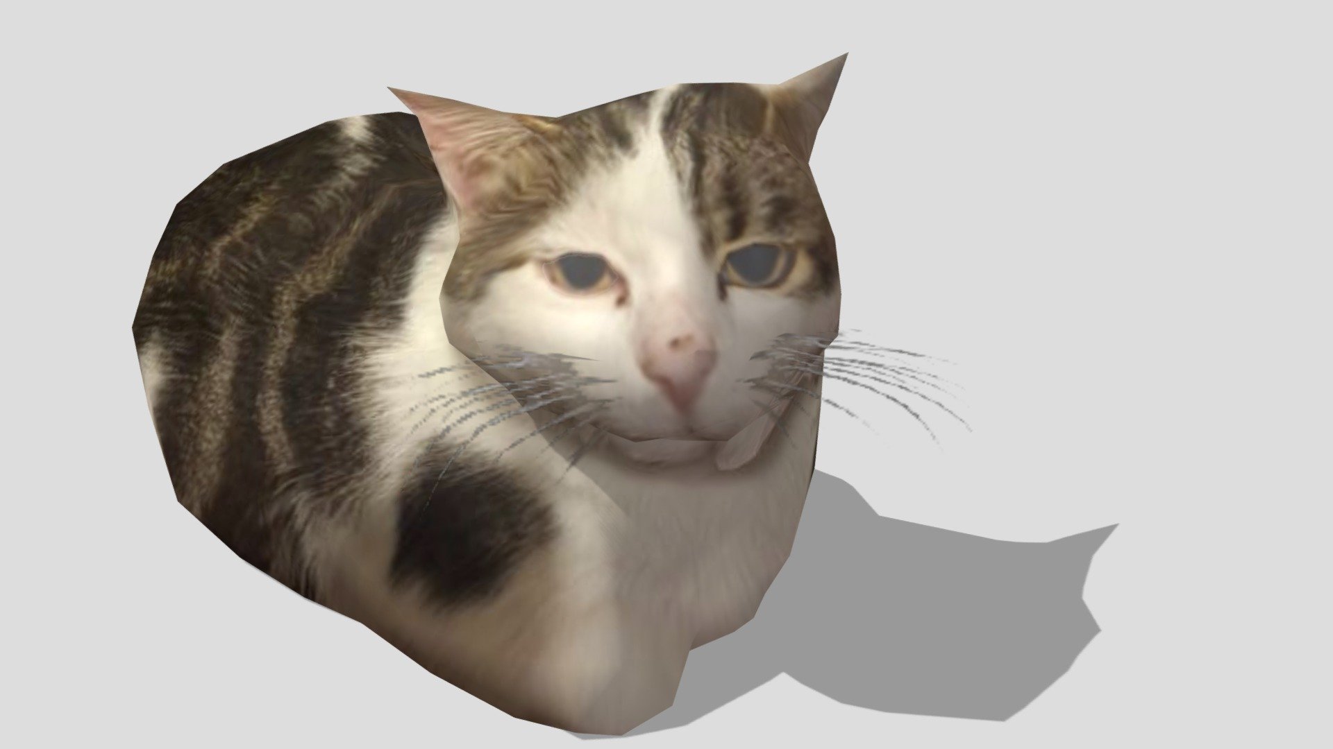 Timba My Cat - Download Free 3D model by Sealife Fan 3 (@SealifeFan3 ...