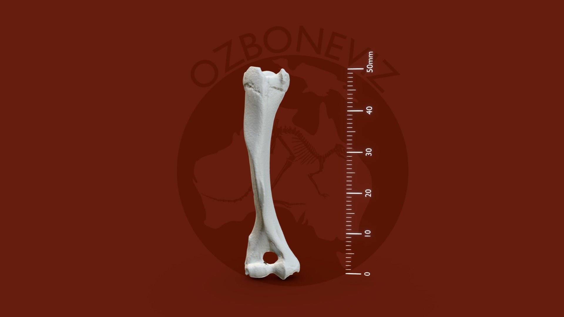 Northern brown bandicoot humerus - 3D model by Ozboneviz [bdd0f0a ...