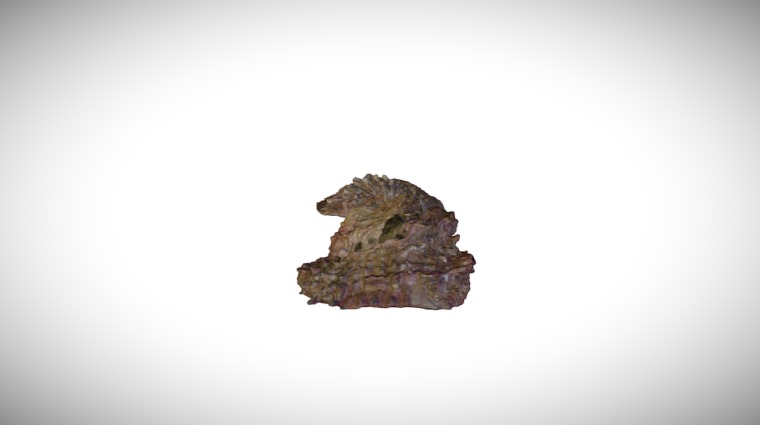 Spondylus calcifer / CASIZ 43872 - 3D model by California Academy of ...