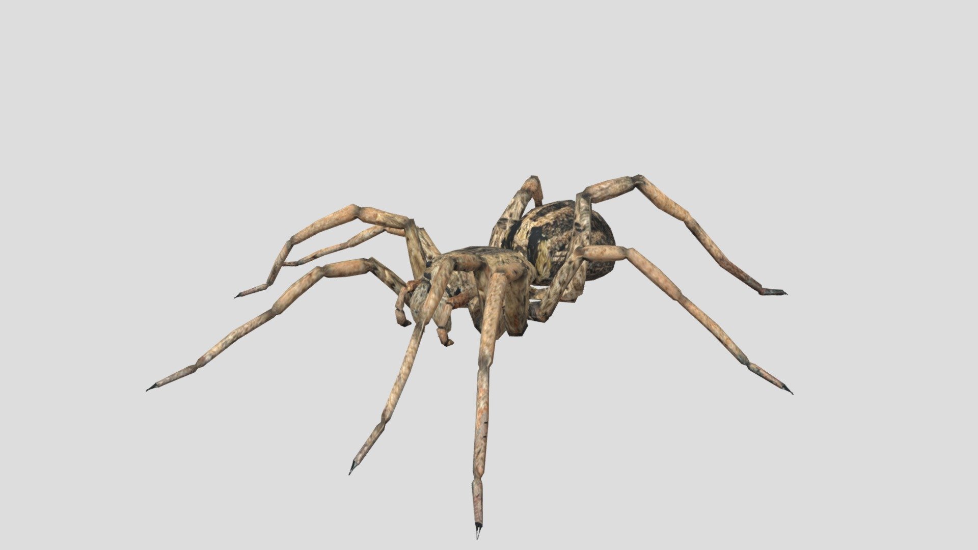 Spider (Animated) - 3D model by Muhammad Faisal Bilal (@MFaisalBilal ...