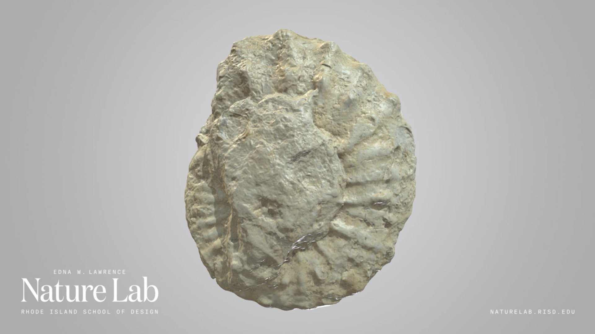 Ammonite - Download Free 3D model by RISD Nature Lab (@RISDNaturelab ...