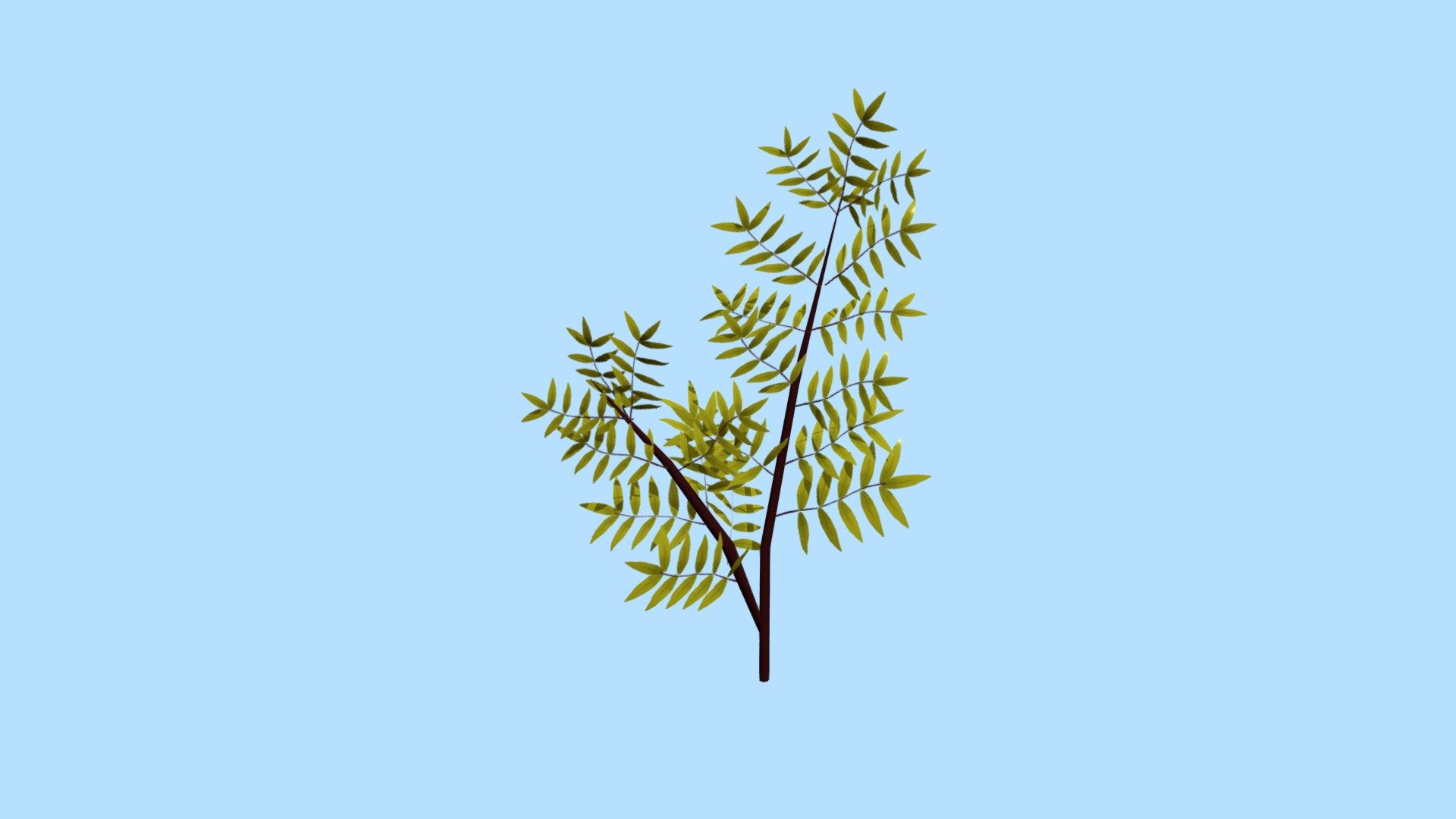 Acacia Branch - 3D model by Aga Malina (@agaraspberry) [bdd7655 ...