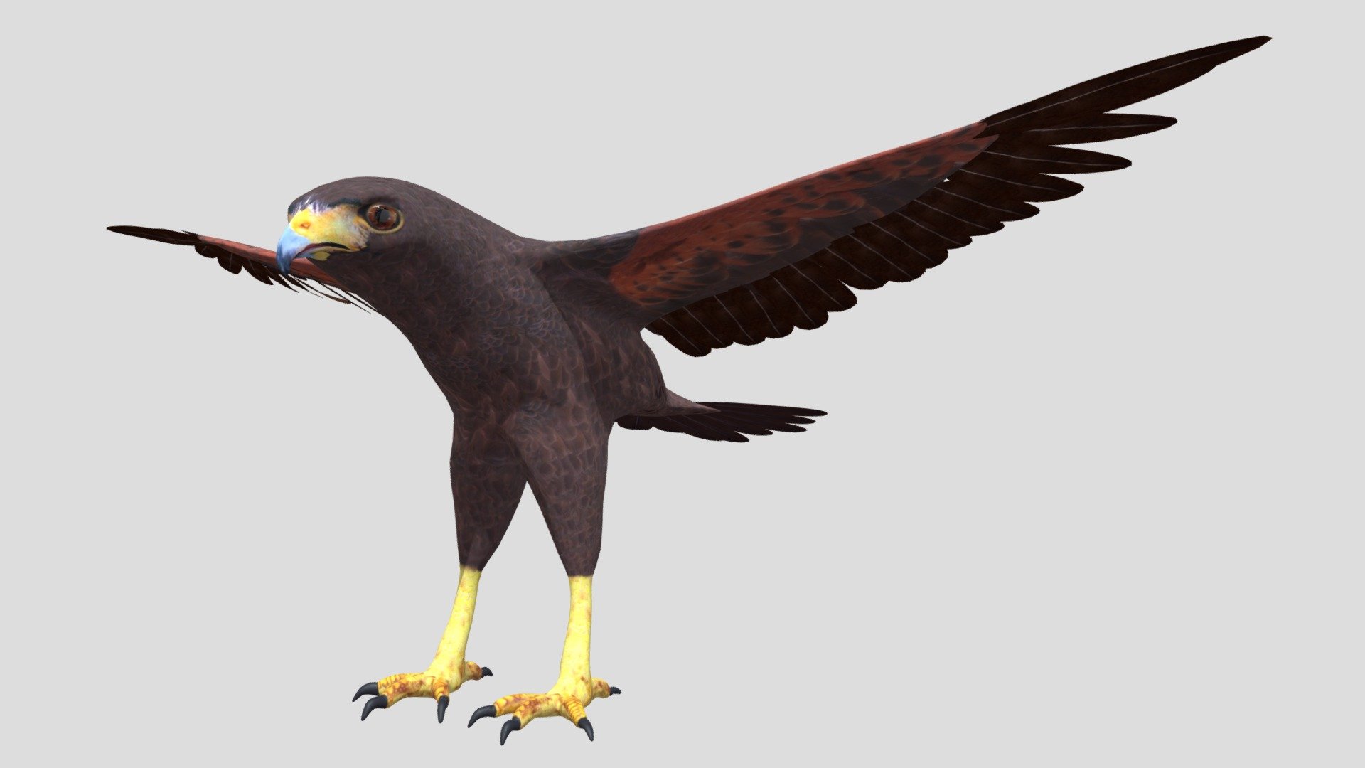 Harris Hawk - Buy Royalty Free 3D model by rmilushev [bdd9d6c ...