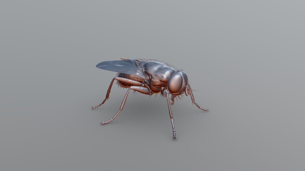 Likea - A 3D model collection by Bajeel - Sketchfab